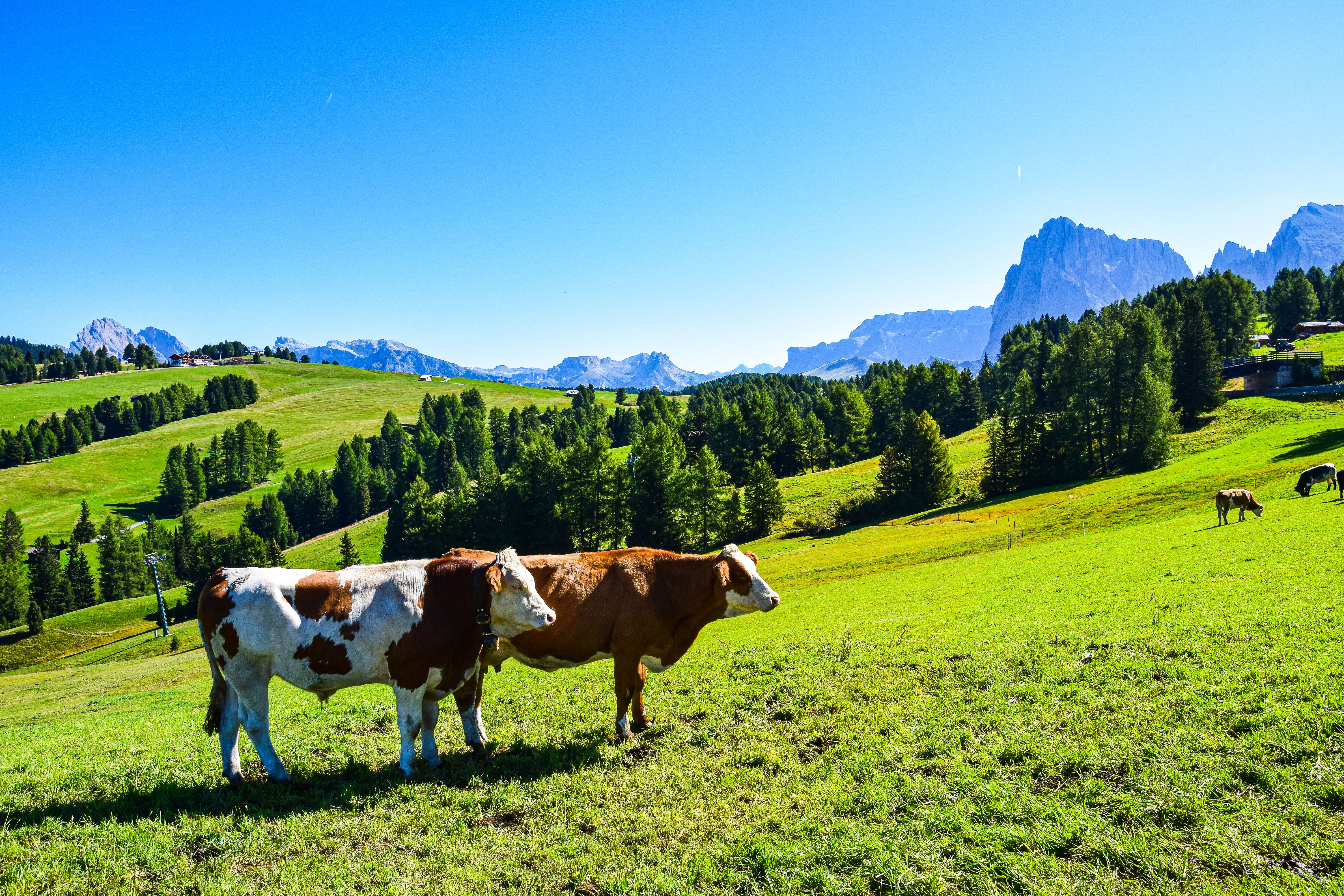 Cows on Grassland · Free Stock Photo
