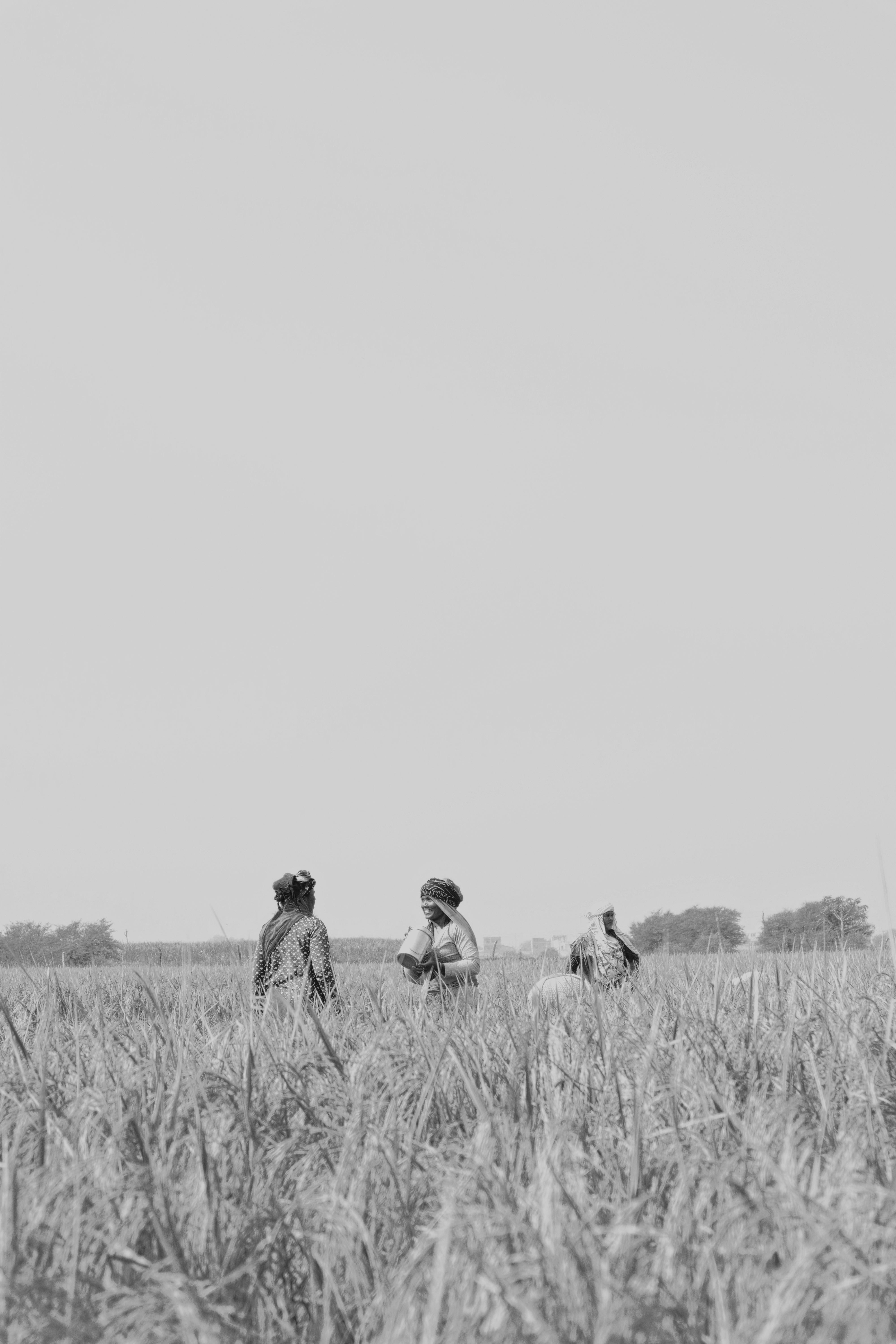 Photo gratuite de agraire, agriculture, beaux arts, blé, campagne ...