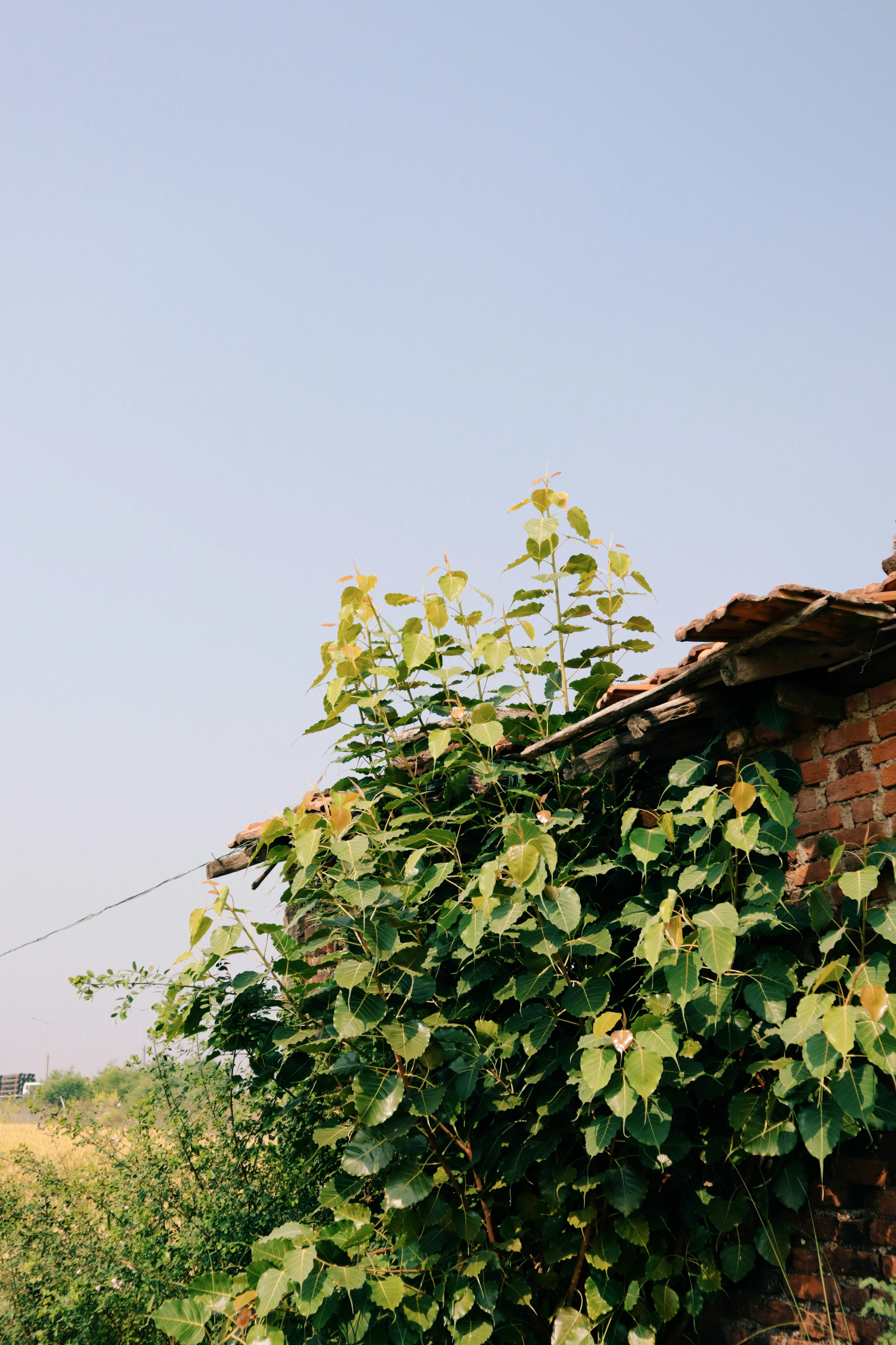 Emily Walls Photos, Download The BEST Free Emily Walls Stock Photos ...