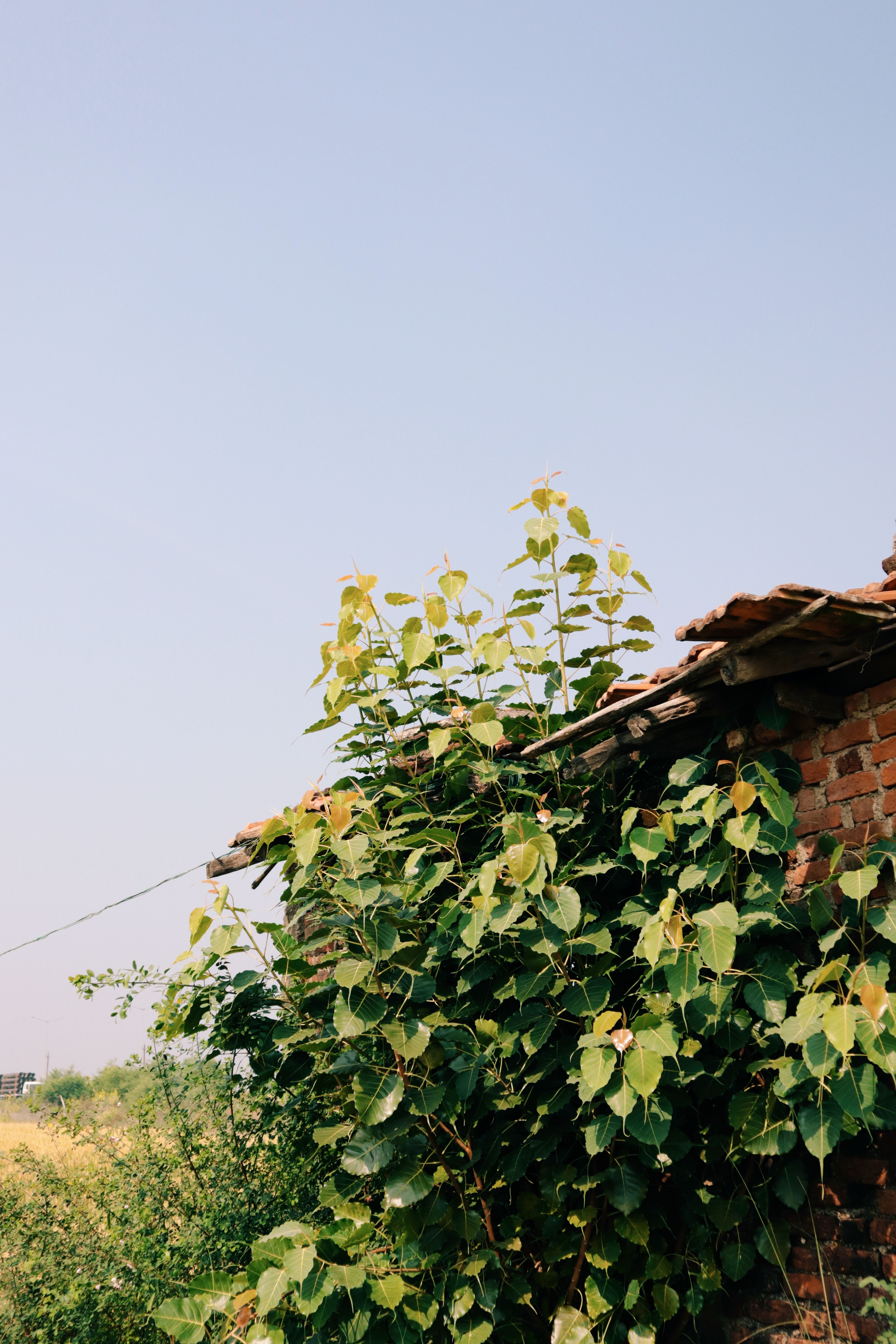 Leaves by a Wall · Free Stock Photo