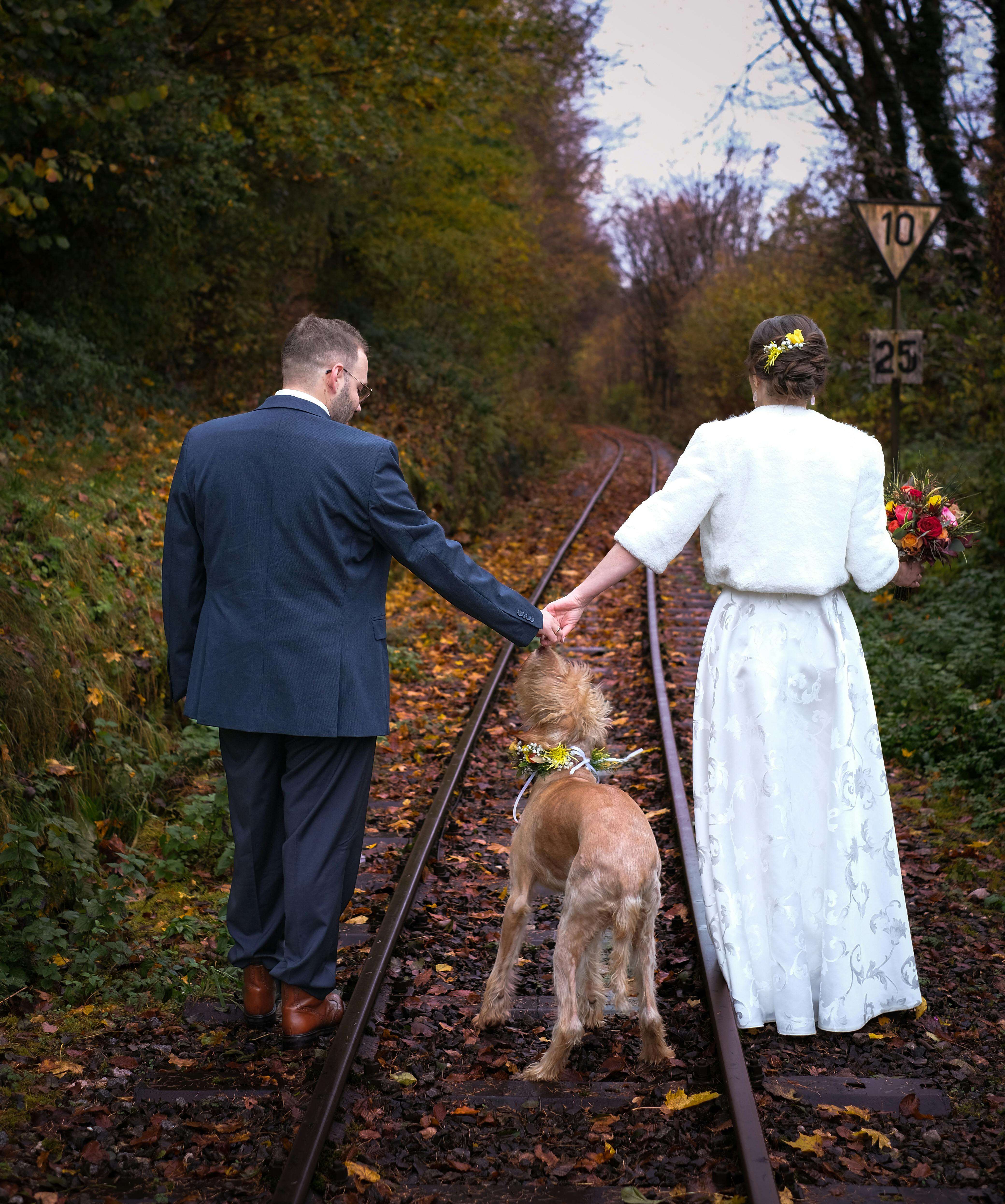 Police Dog Tracking Photos, Download The BEST Free Police Dog Tracking ...