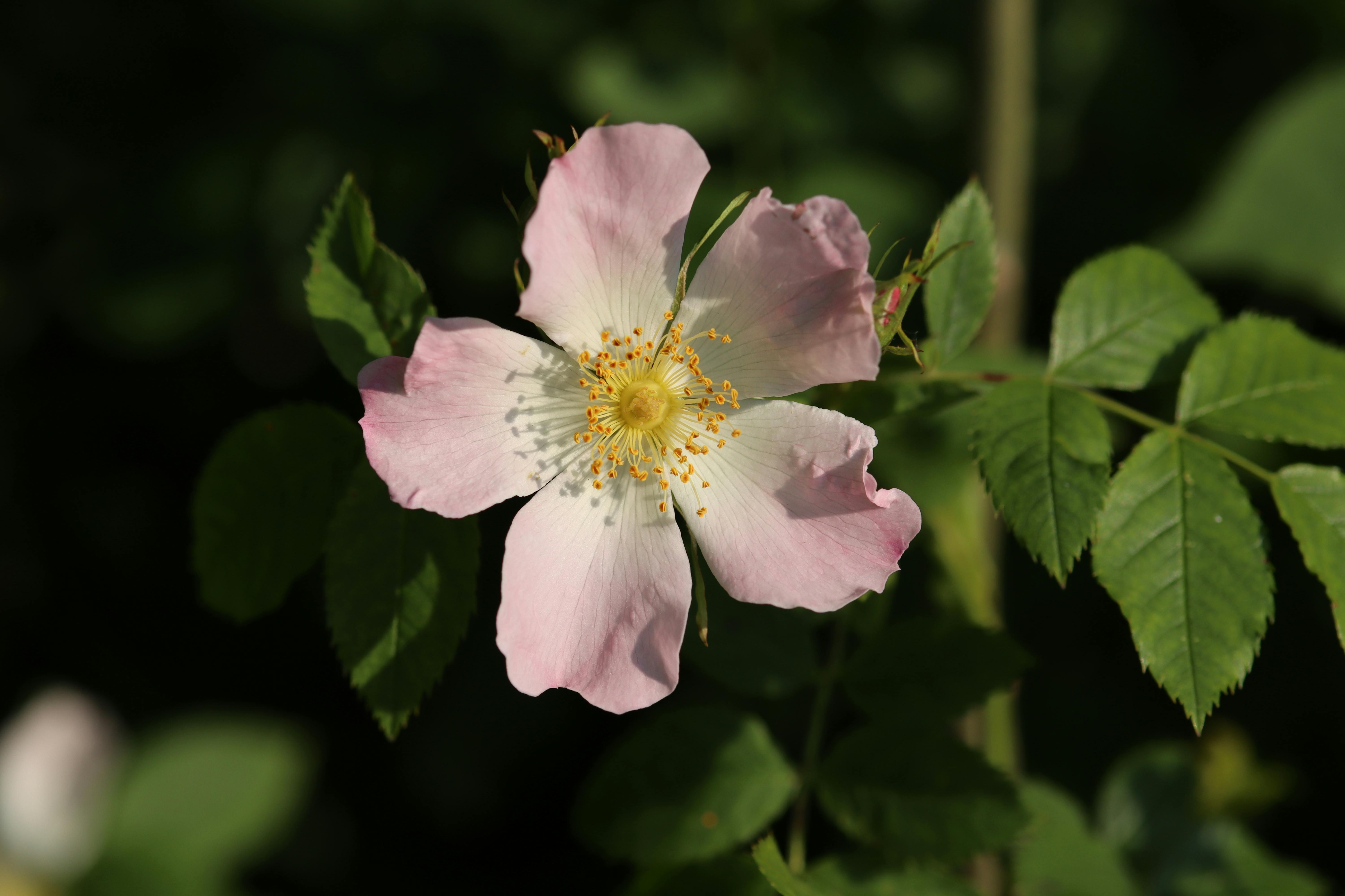 Pink Wild Rose on a Shrub · Free Stock Photo