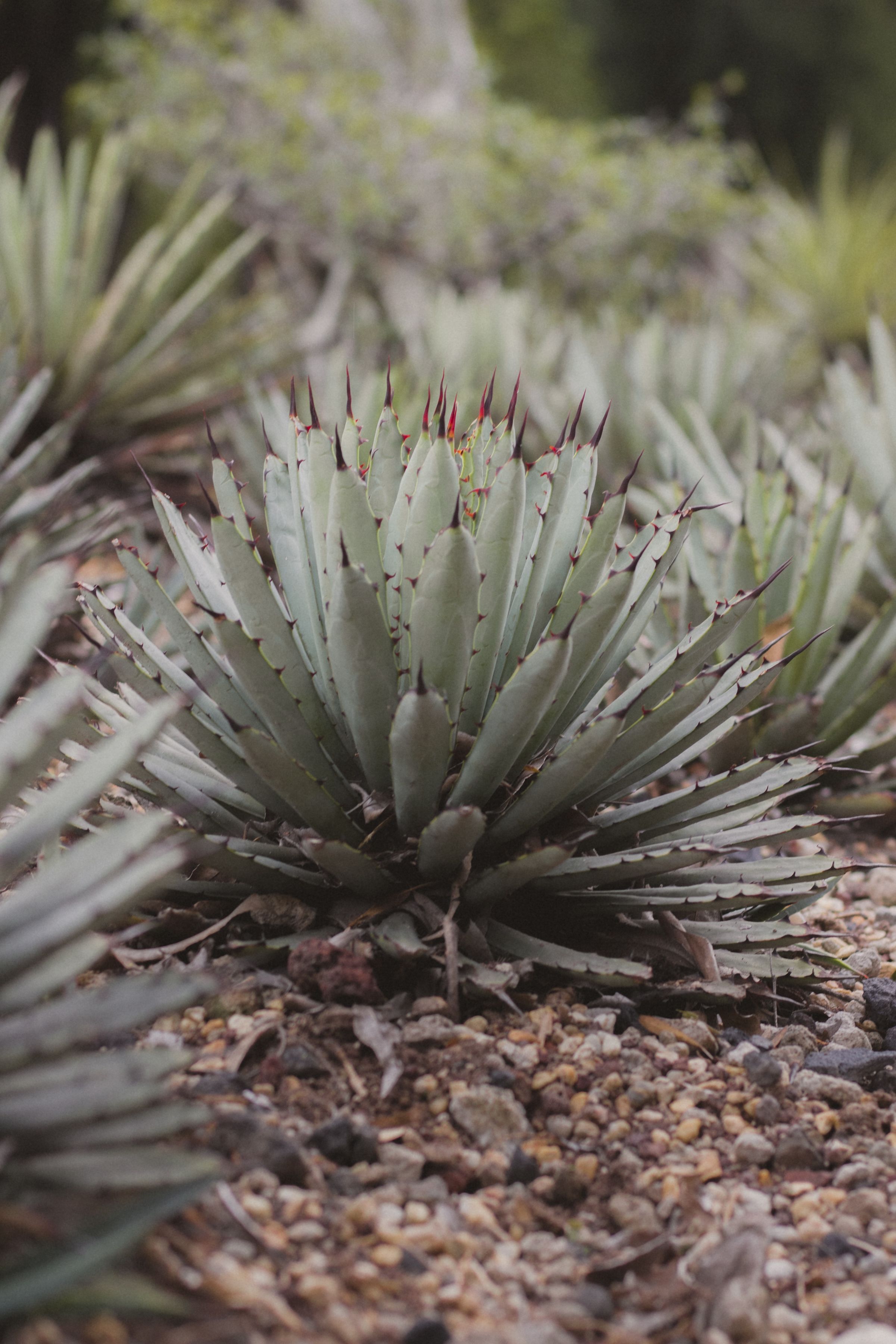 Aloes Growing in Garden · Free Stock Photo