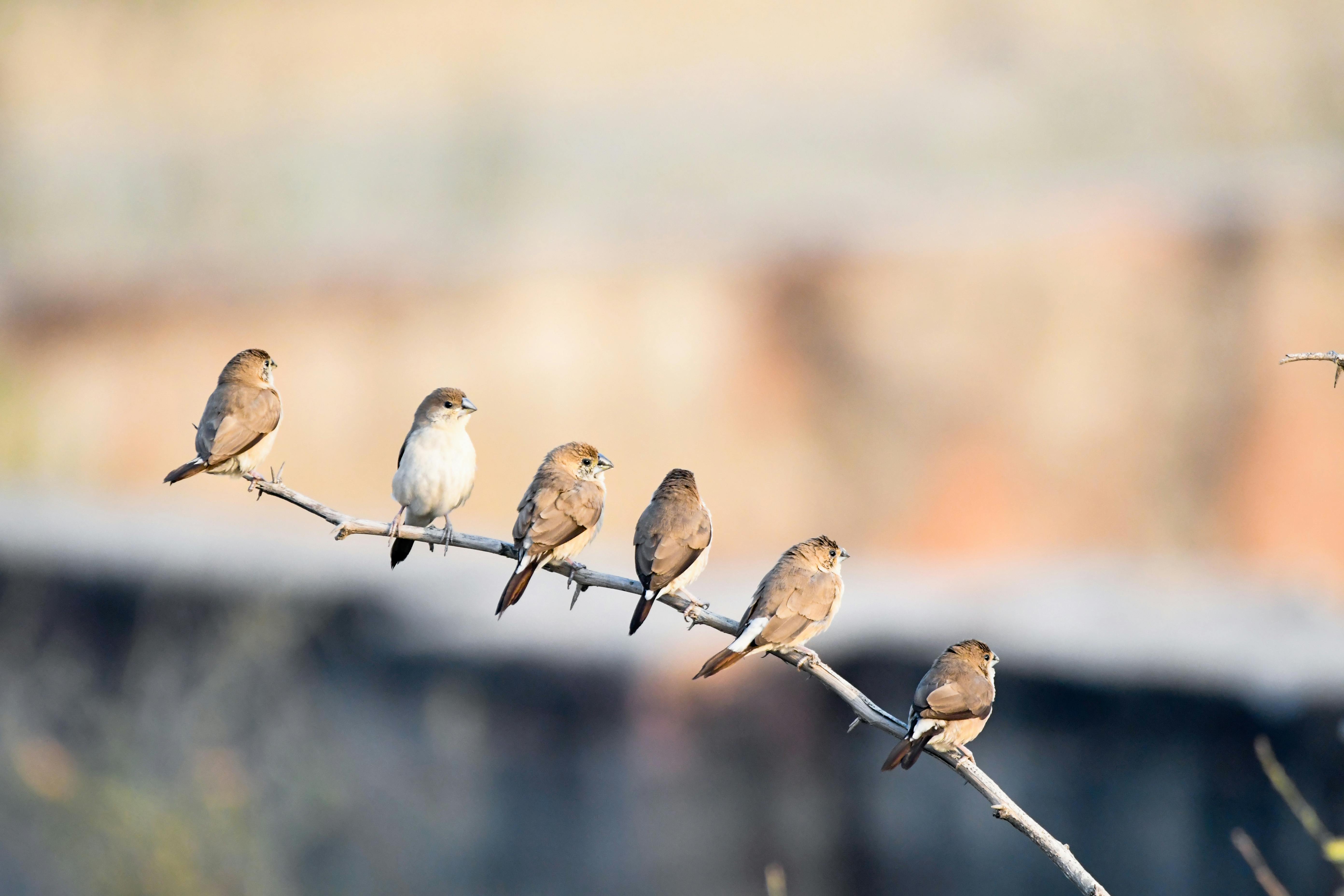 Six Sparrows Perching on Branch · Free Stock Photo