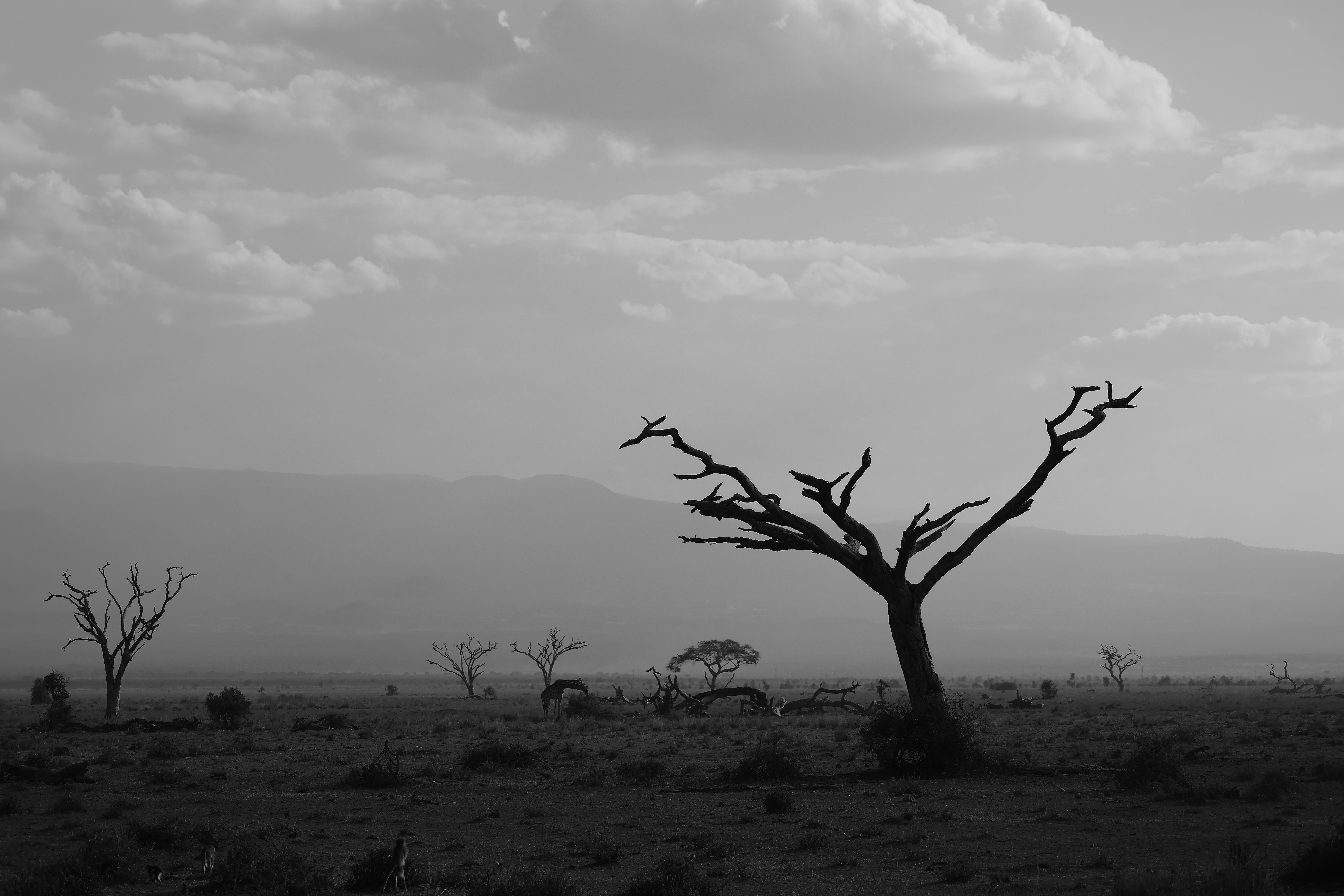 Withered Trees on Plains in Black and White · Free Stock Photo