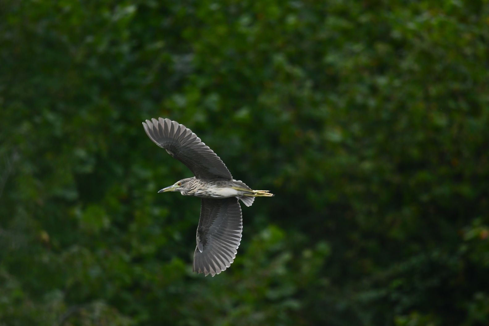 Hawks Attack Small Dogs: What You Need to Know and Prevent