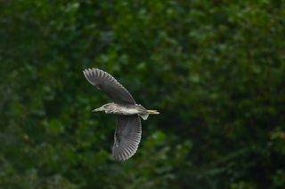 Hawks Attack Small Dogs: What You Need to Know and Prevent
