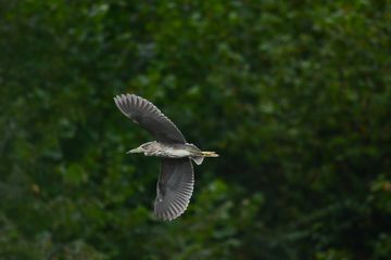 Hawks Attack Small Dogs: What You Need to Know and Prevent
