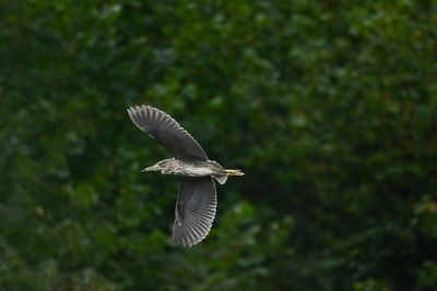 Hawks Attack Small Dogs: What You Need to Know and Prevent