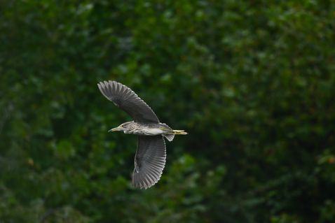 Hawks Attack Small Dogs: What You Need to Know and Prevent