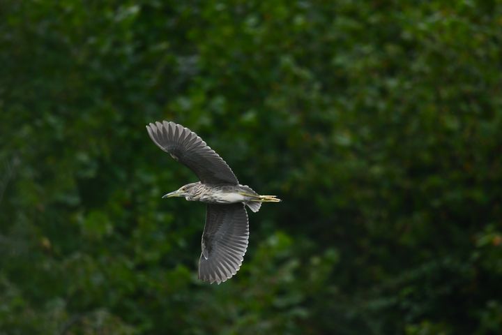 Hawks Attack Small Dogs: What You Need to Know and Prevent