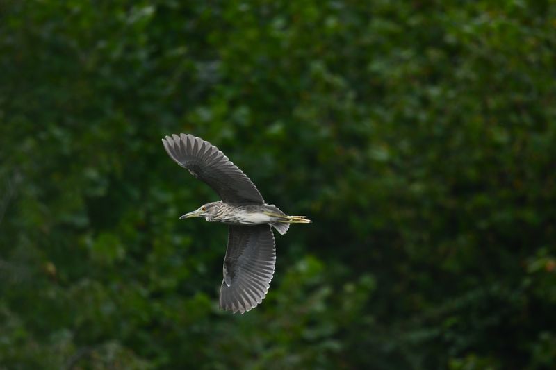Hawks Attack Small Dogs: What You Need to Know and Prevent