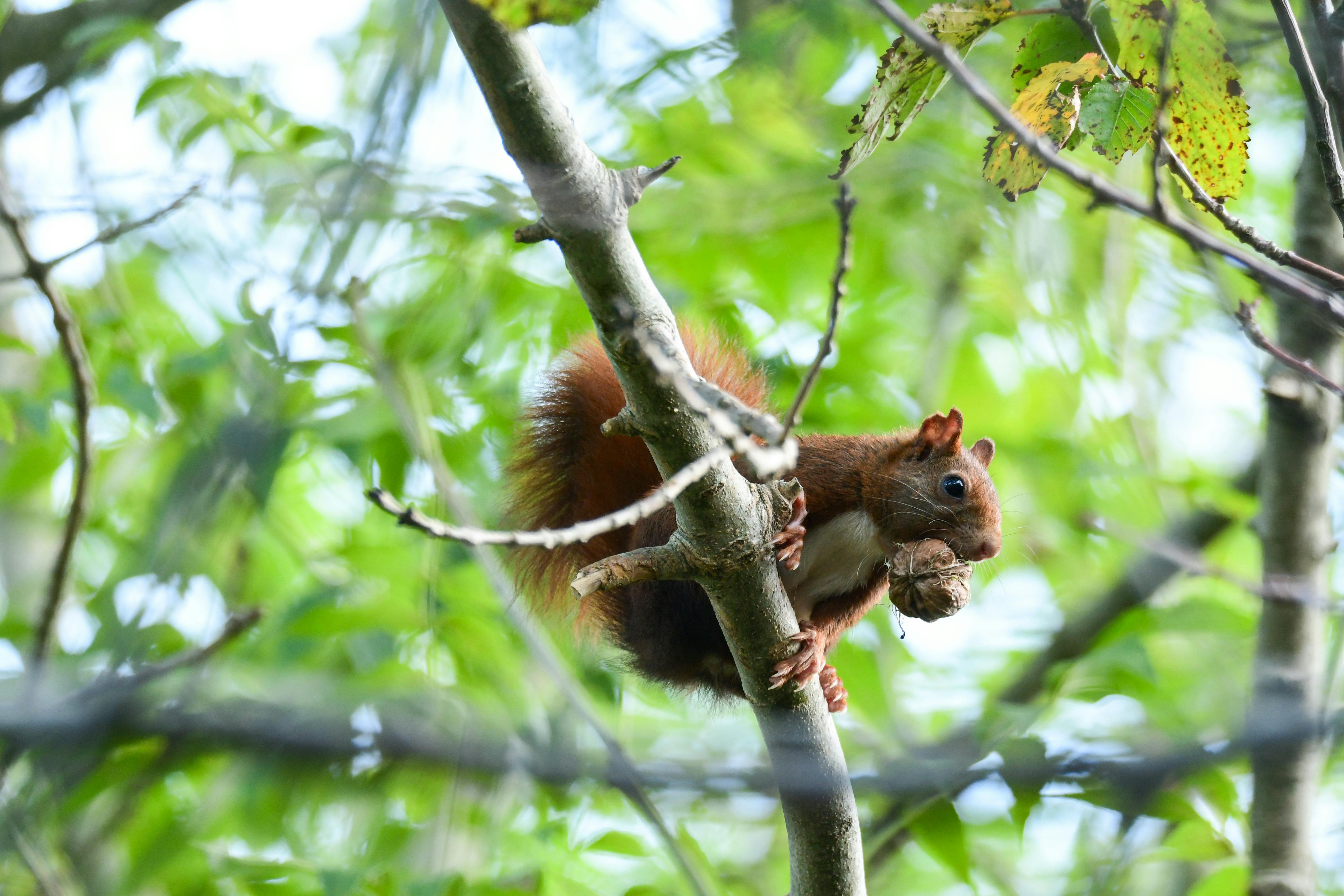 Gokarna Tree Photos, Download The BEST Free Gokarna Tree Stock Photos ...