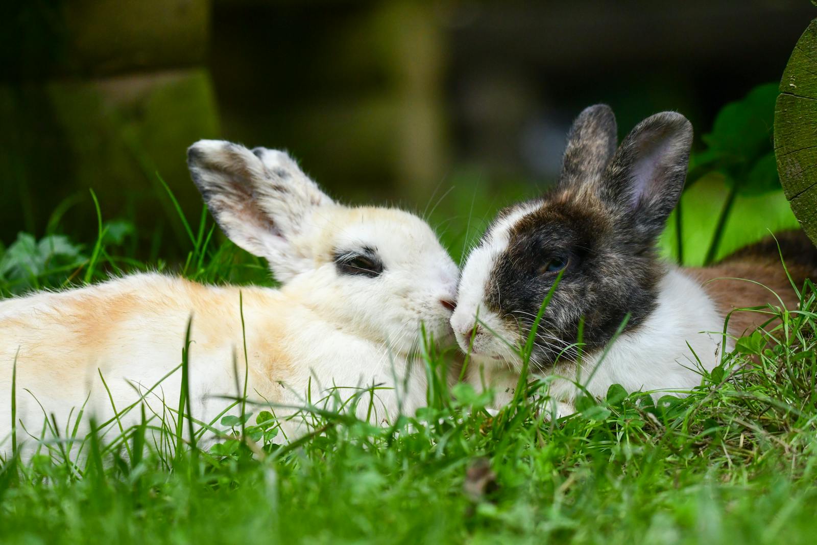 Rabbits Pets Photos, Download The BEST Free Rabbits Pets Stock Photos ...