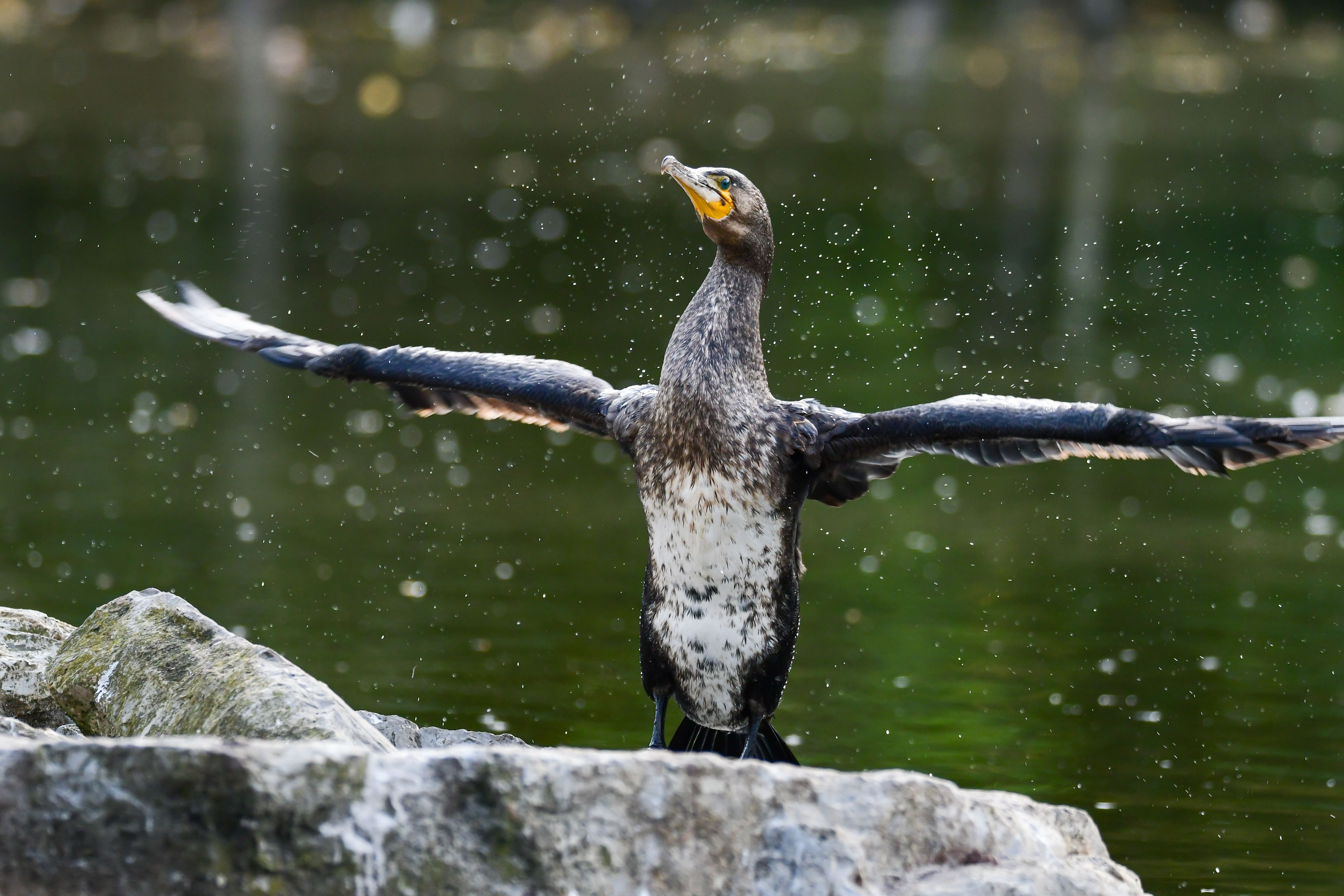 Great Cormorant Standing on a Rock by the River Shaking its Spread ...