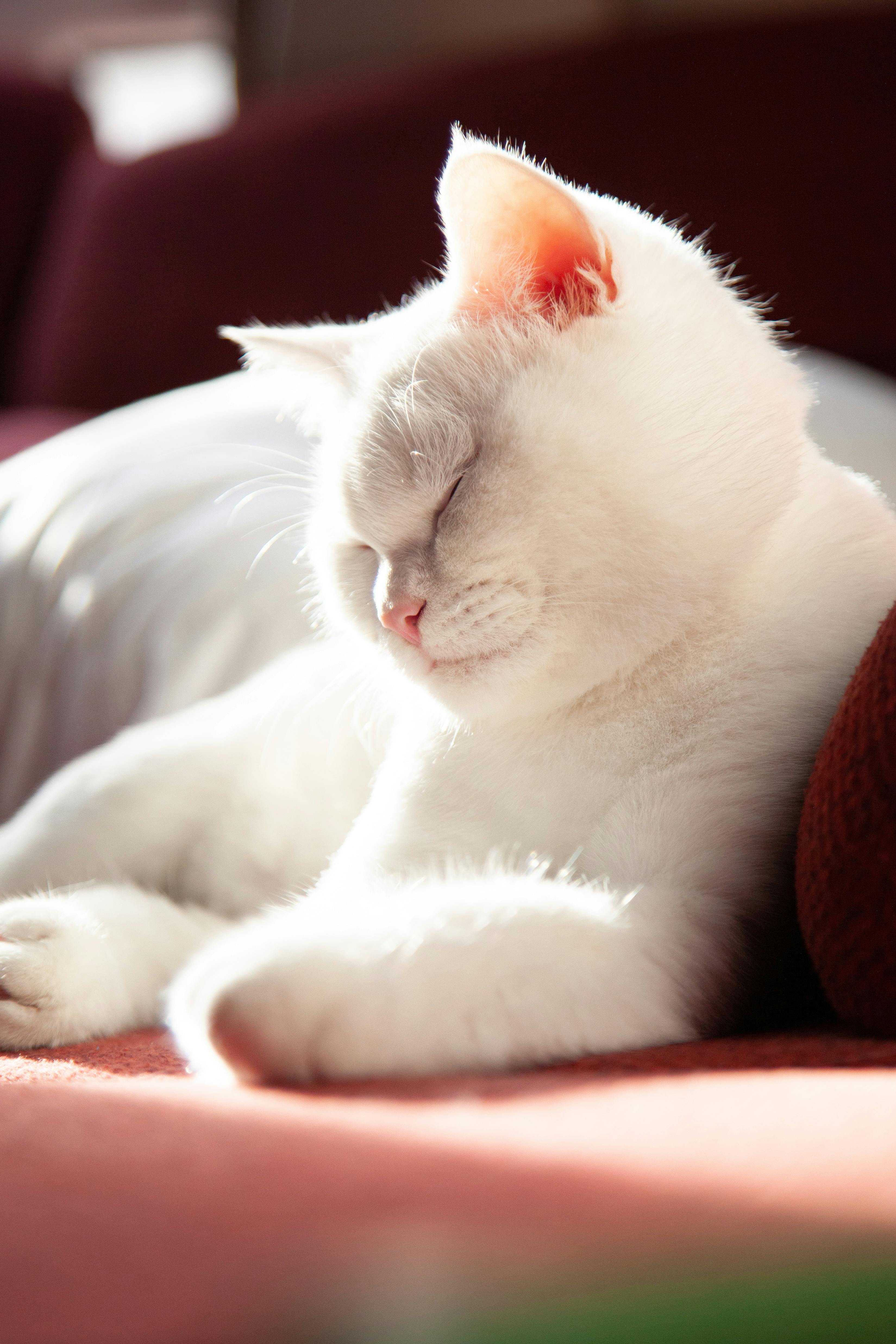 Sleeping White Cat · Free Stock Photo