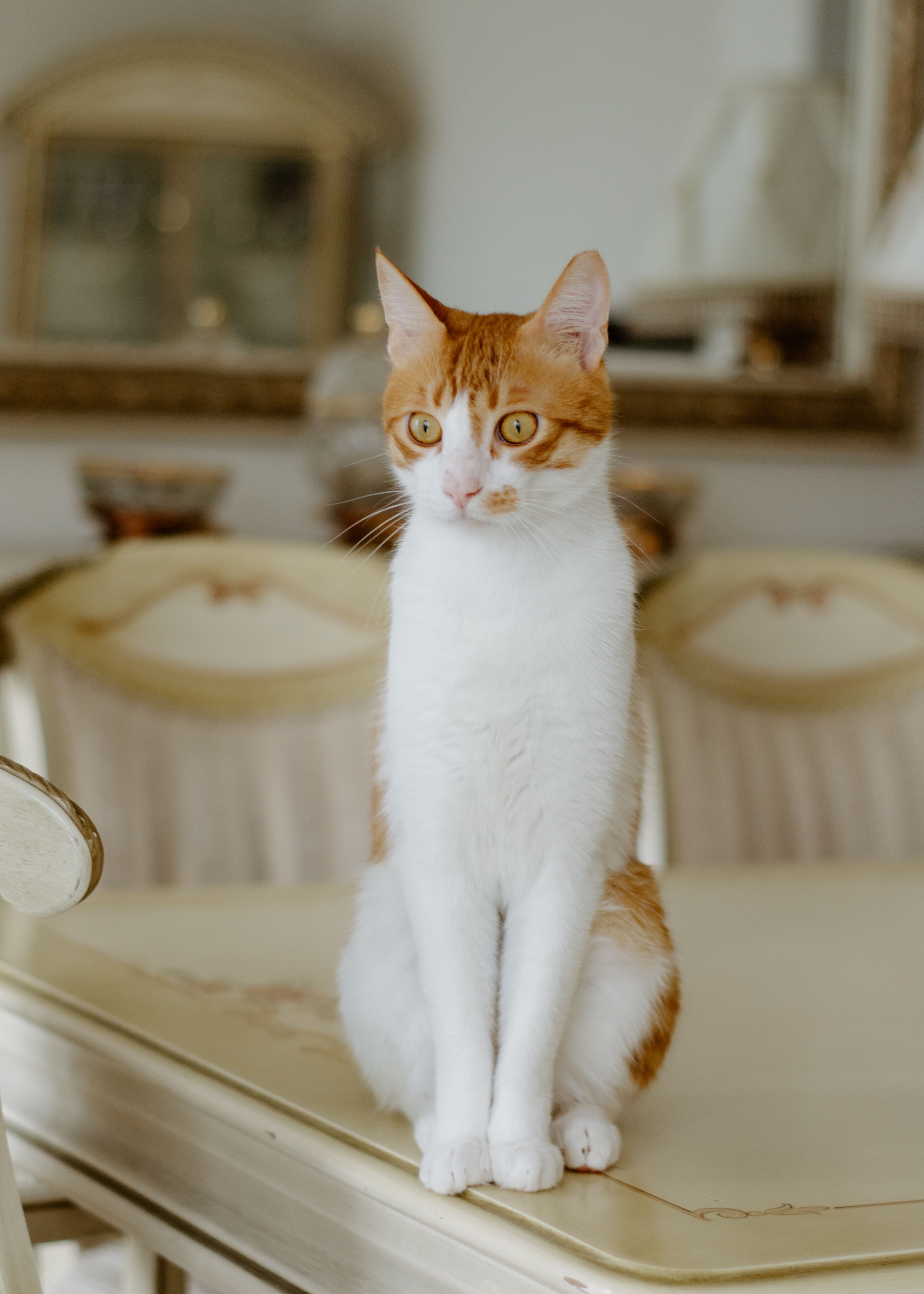Cat Sitting on Table · Free Stock Photo