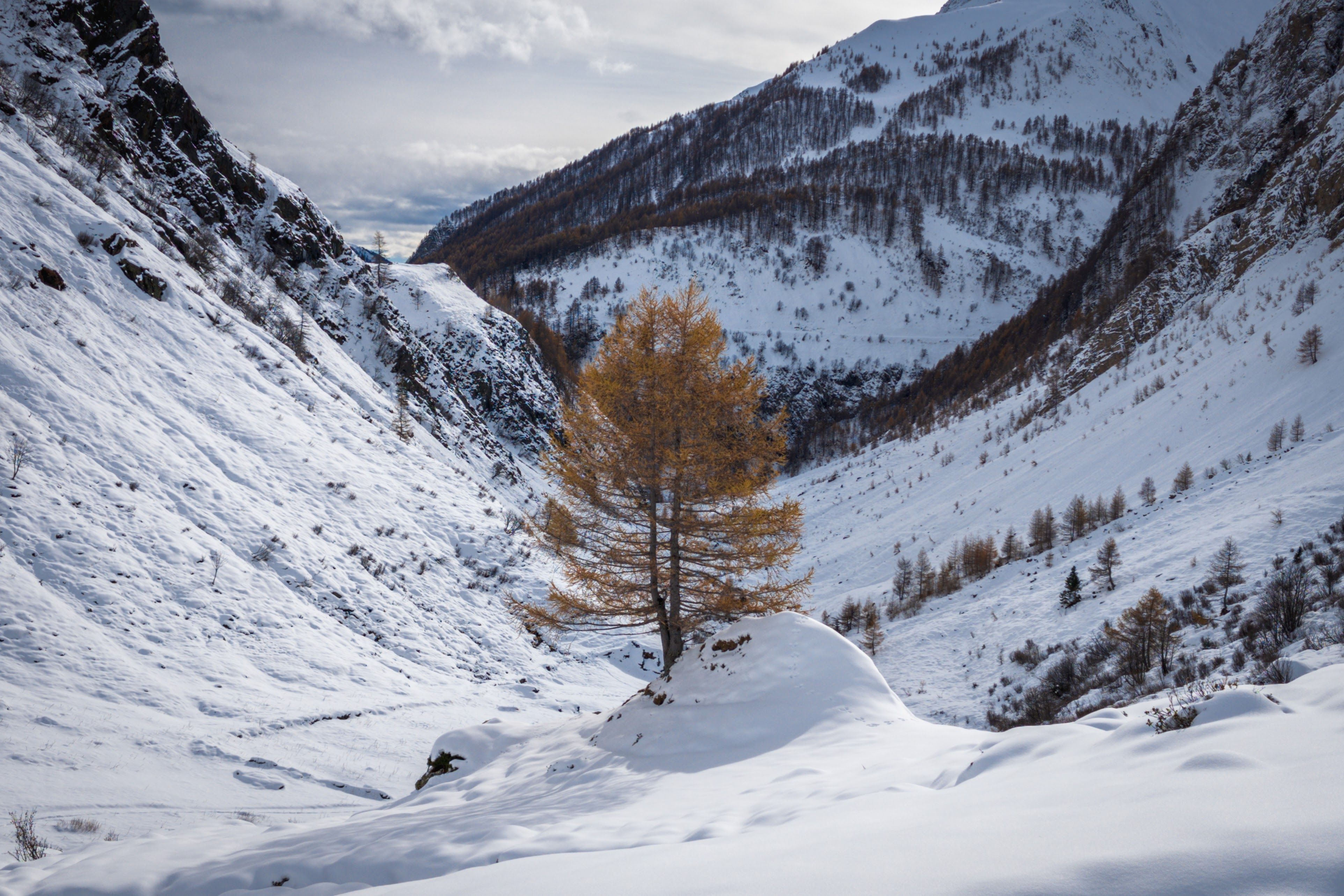 Coniferous Tree in a Valley in Winter · Free Stock Photo
