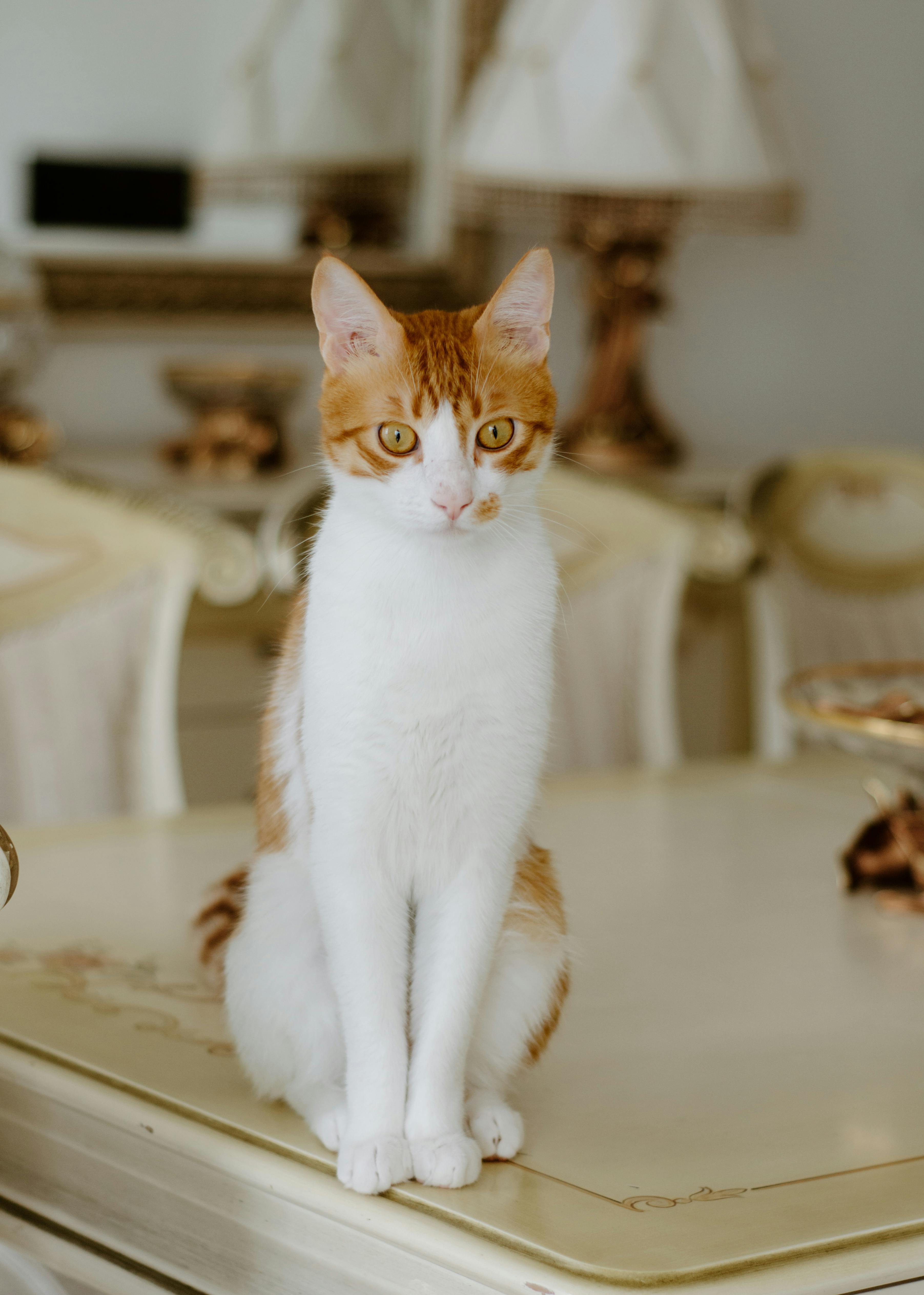 Cat on Table · Free Stock Photo