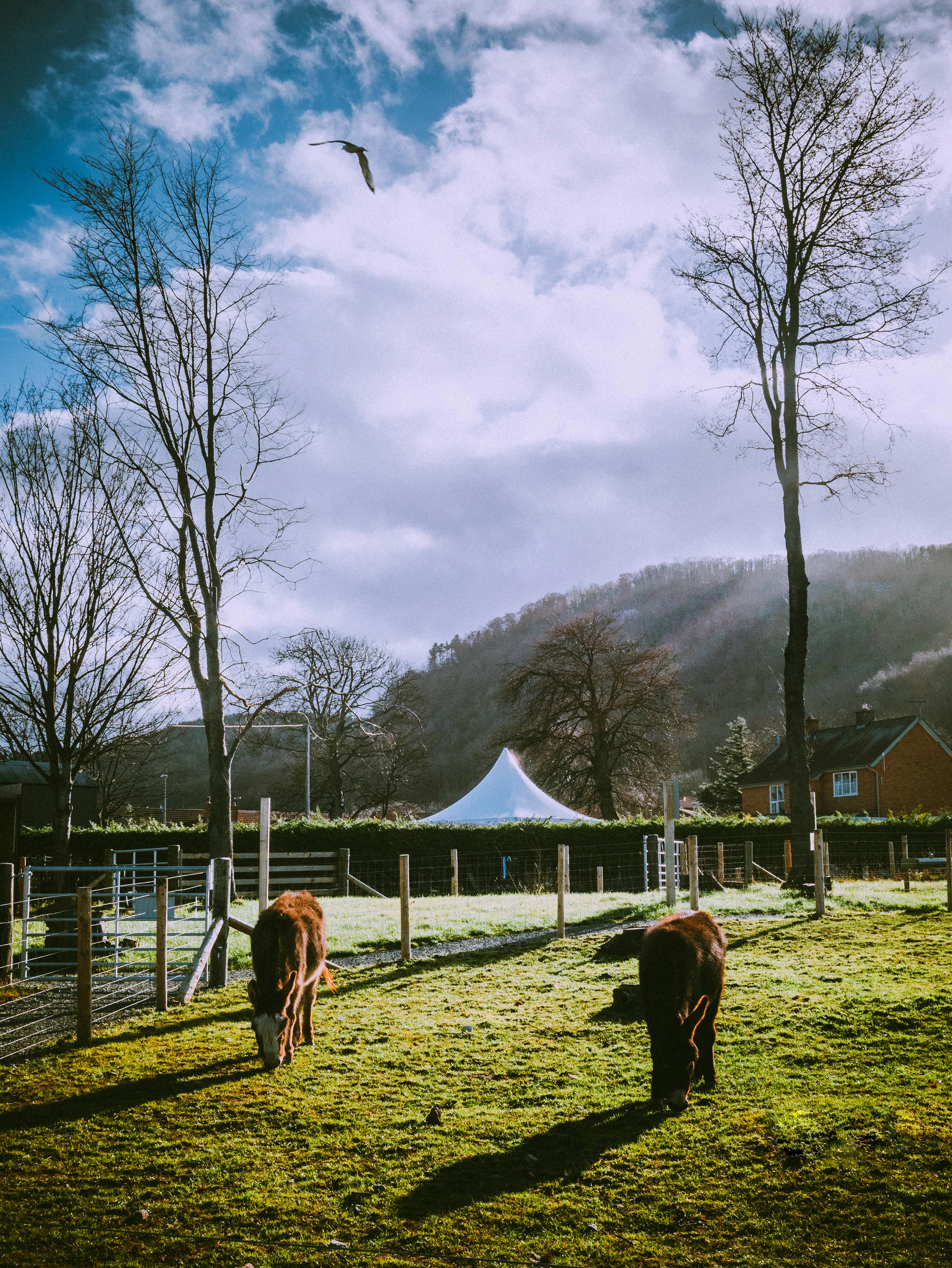 988+ Fotos y Imágenes de Burros Gratis · Banco de Fotos Gratis