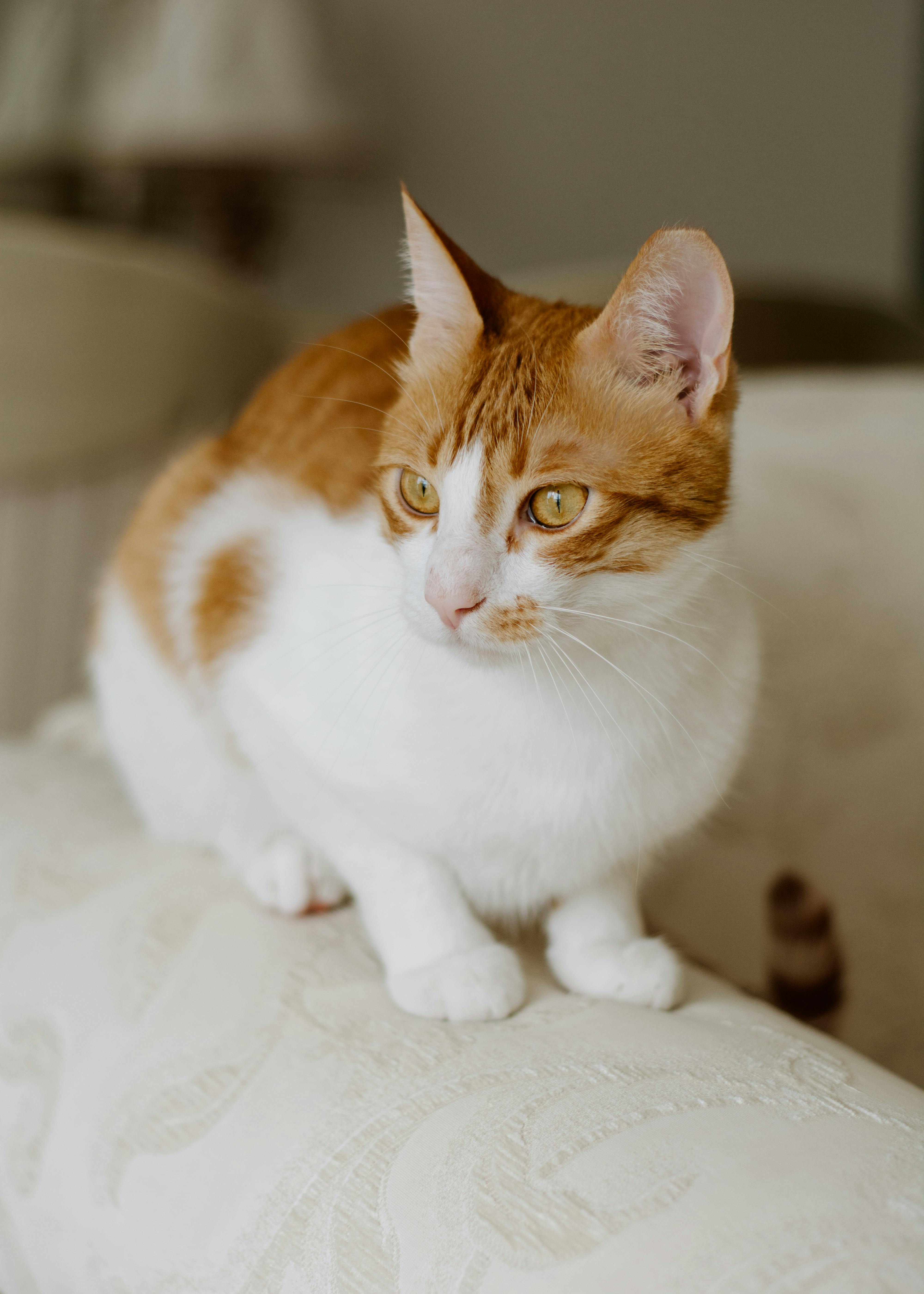 Cute Downy Cat · Free Stock Photo