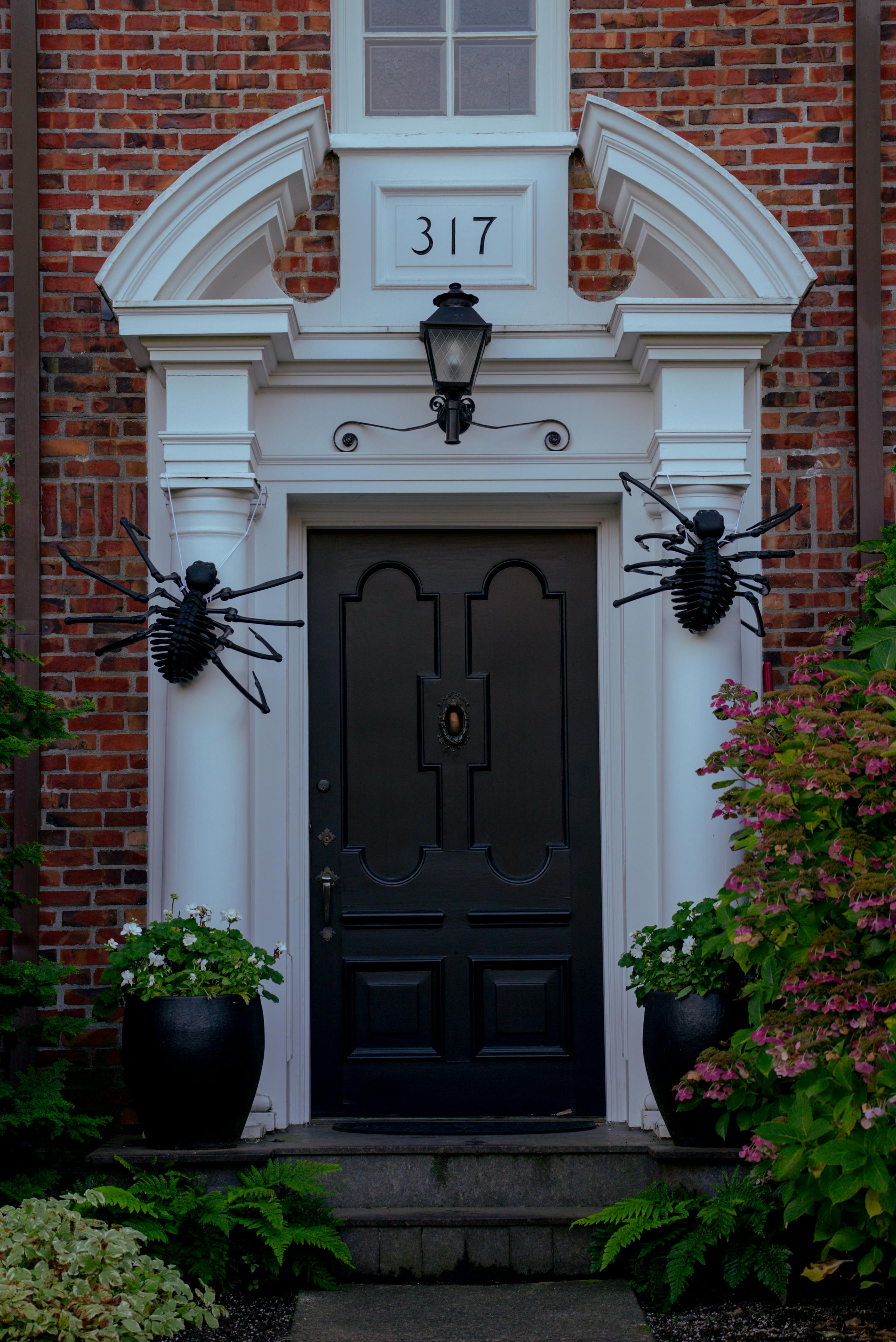 Spiders In House Photos, Download The BEST Free Spiders In House Stock ...