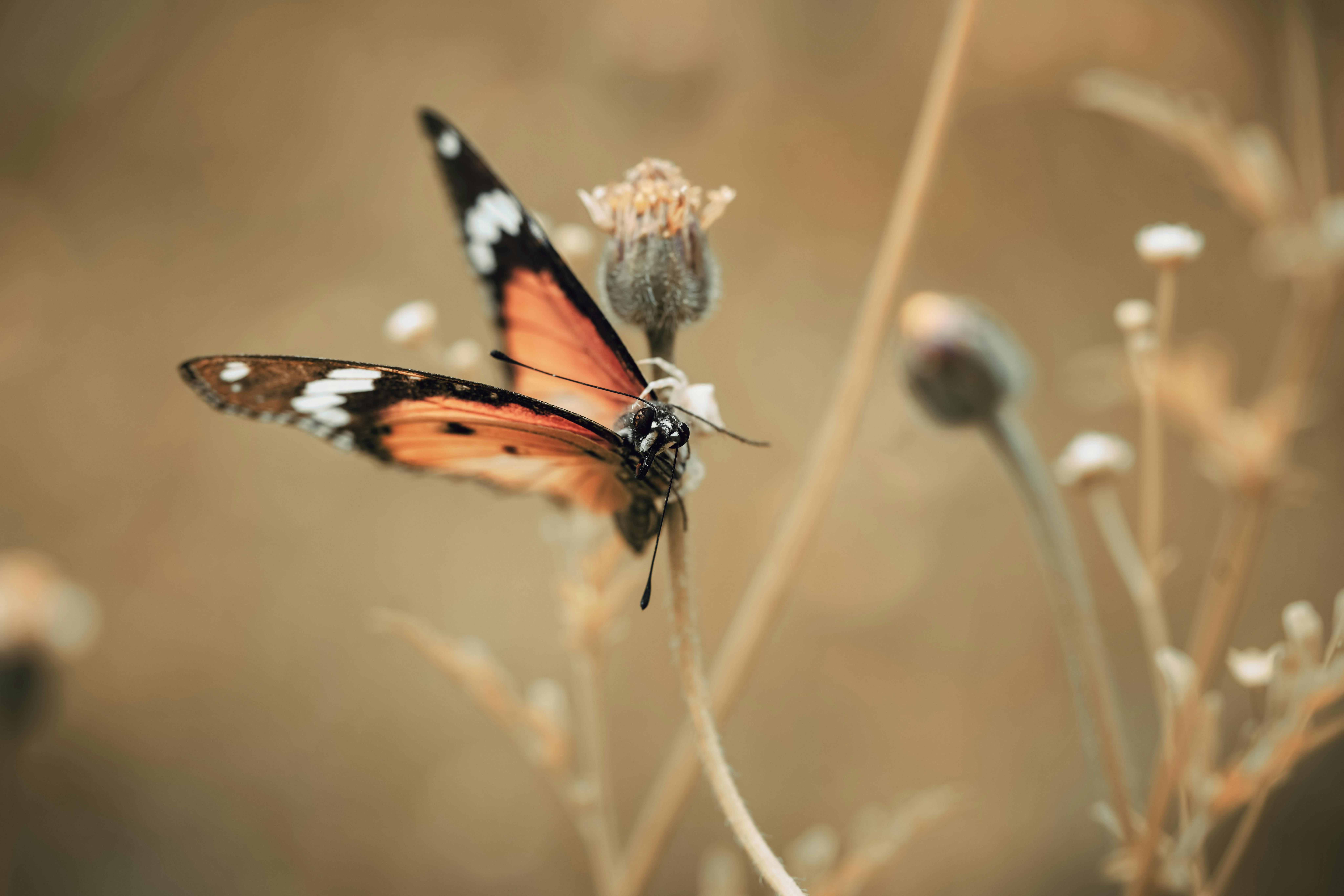 Butterfly in Meadow · Free Stock Photo