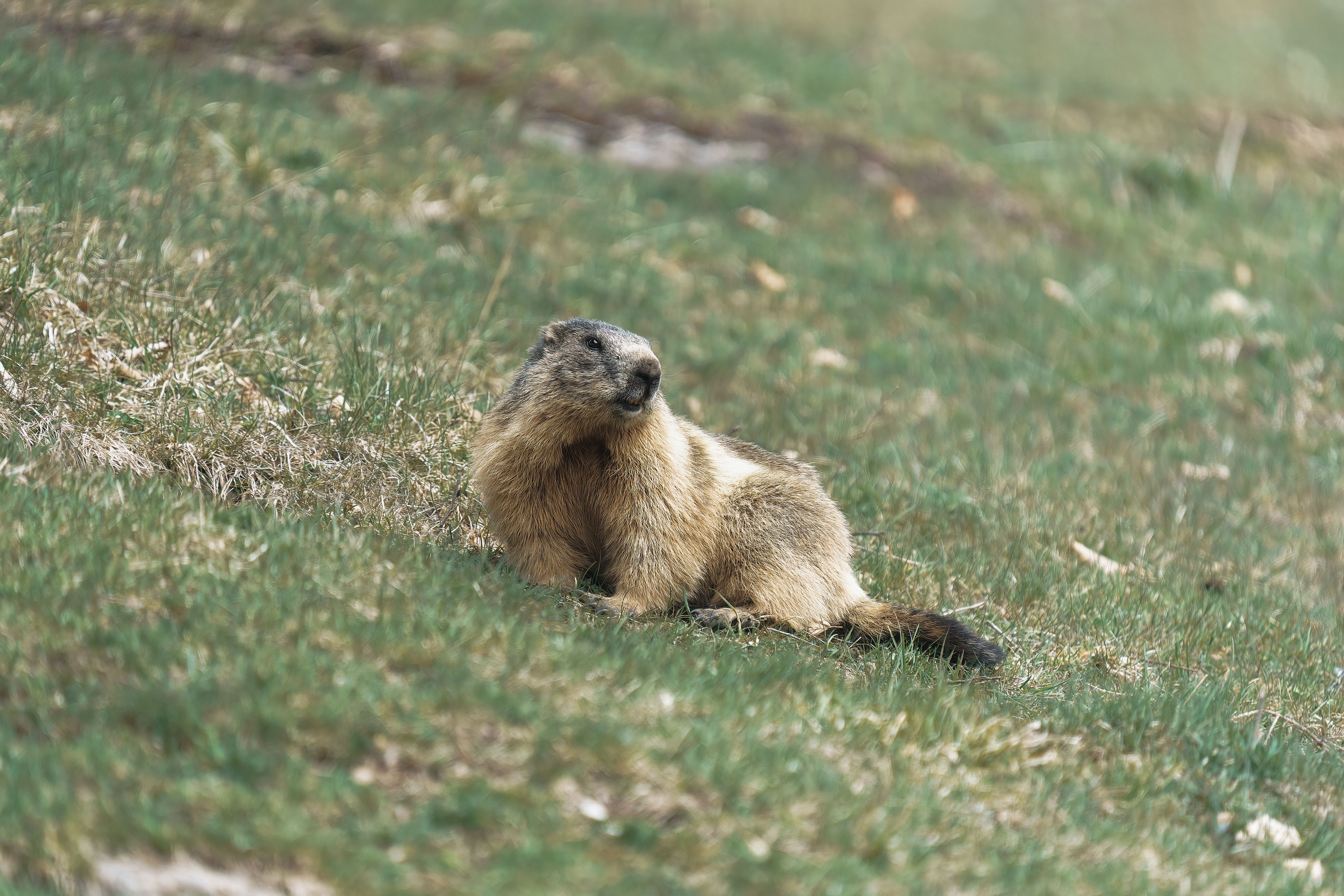 Rodent Af Photos, Download The BEST Free Rodent Af Stock Photos & HD Images