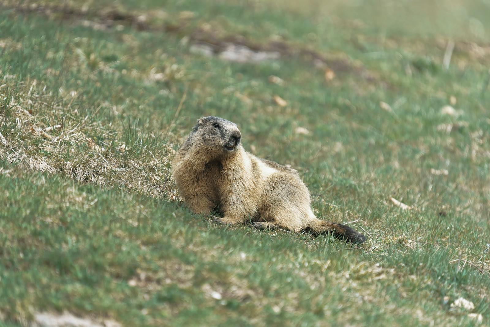 Woodchuck Photos, Download The BEST Free Woodchuck Stock Photos & HD Images