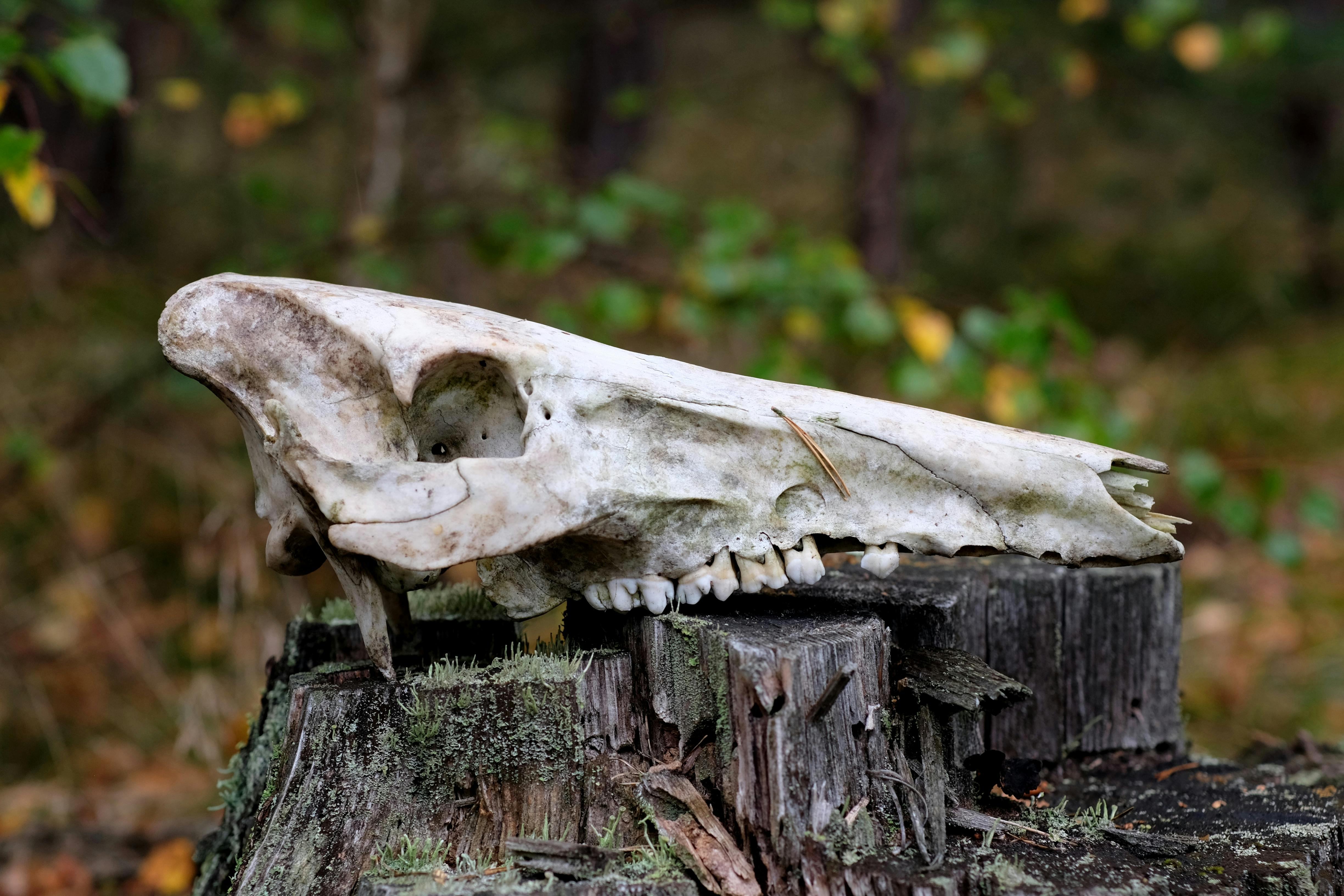 A skull on a tree stump in the woods · Free Stock Photo
