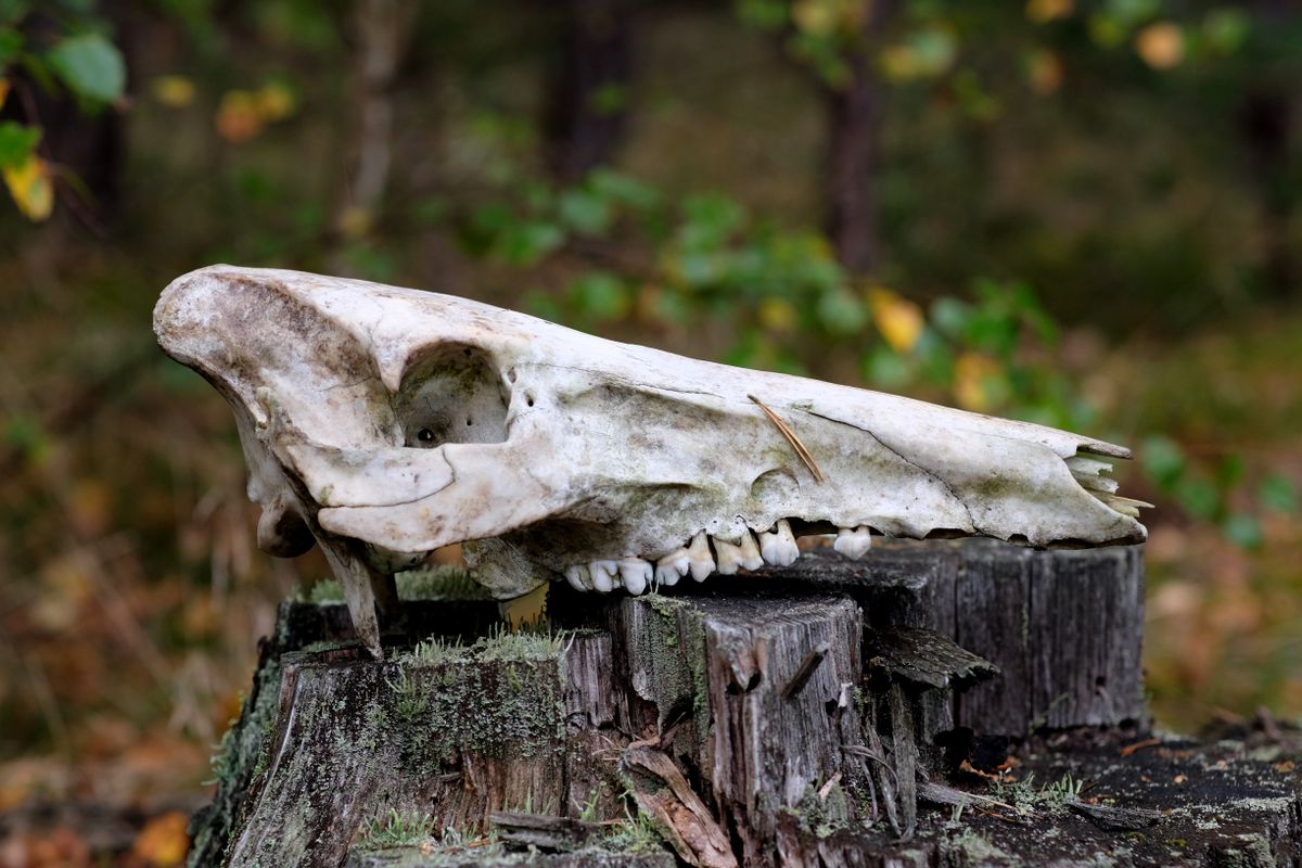 Goat Skull Photos, Download The BEST Free Goat Skull Stock Photos & HD ...
