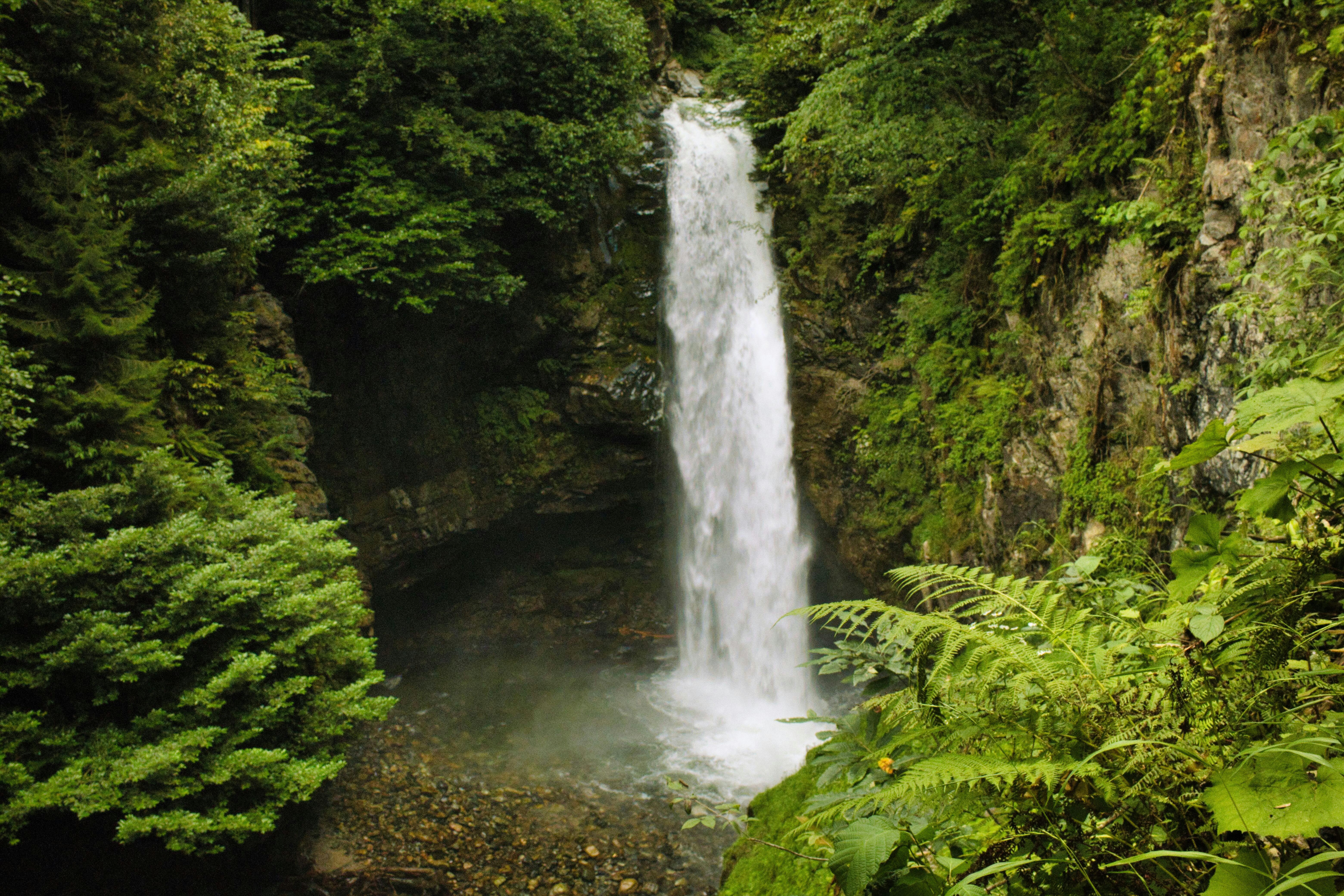 Waterfall among Trees in Forest · Free Stock Photo