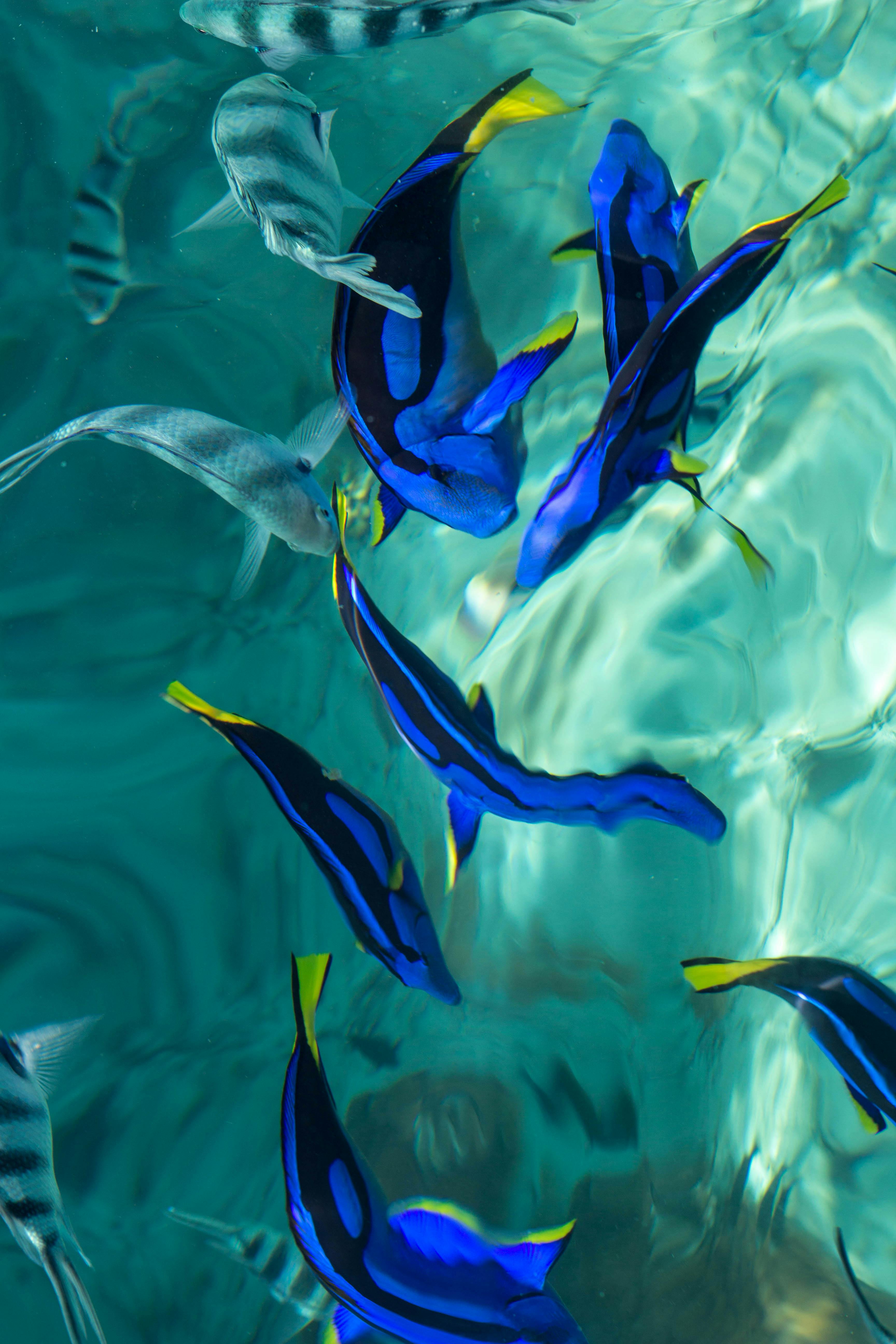 Fish in Nature · Free Stock Photo