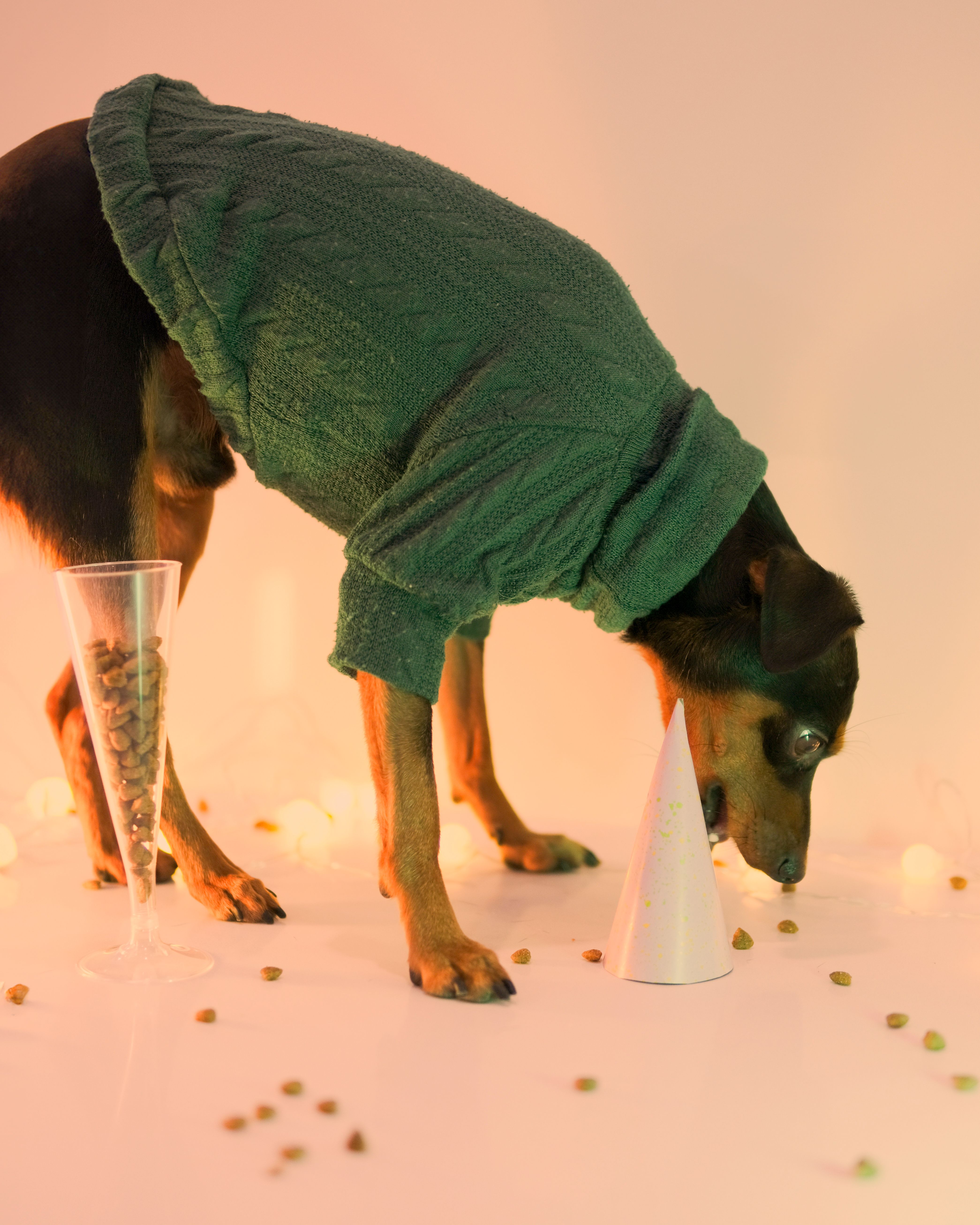 Doggo Photos, Download The BEST Free Doggo Stock Photos & HD Images