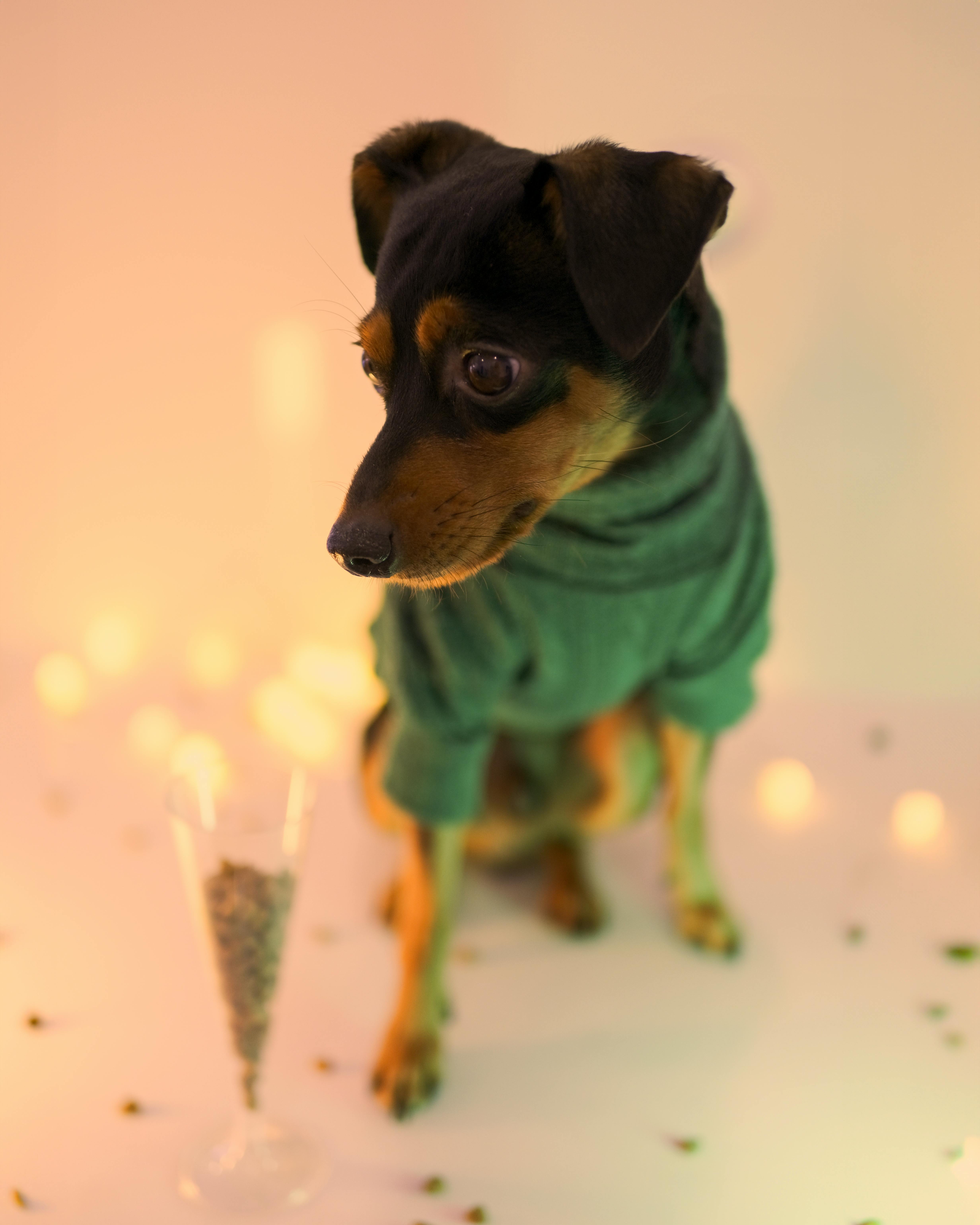 Doggo Photos, Download The BEST Free Doggo Stock Photos & HD Images