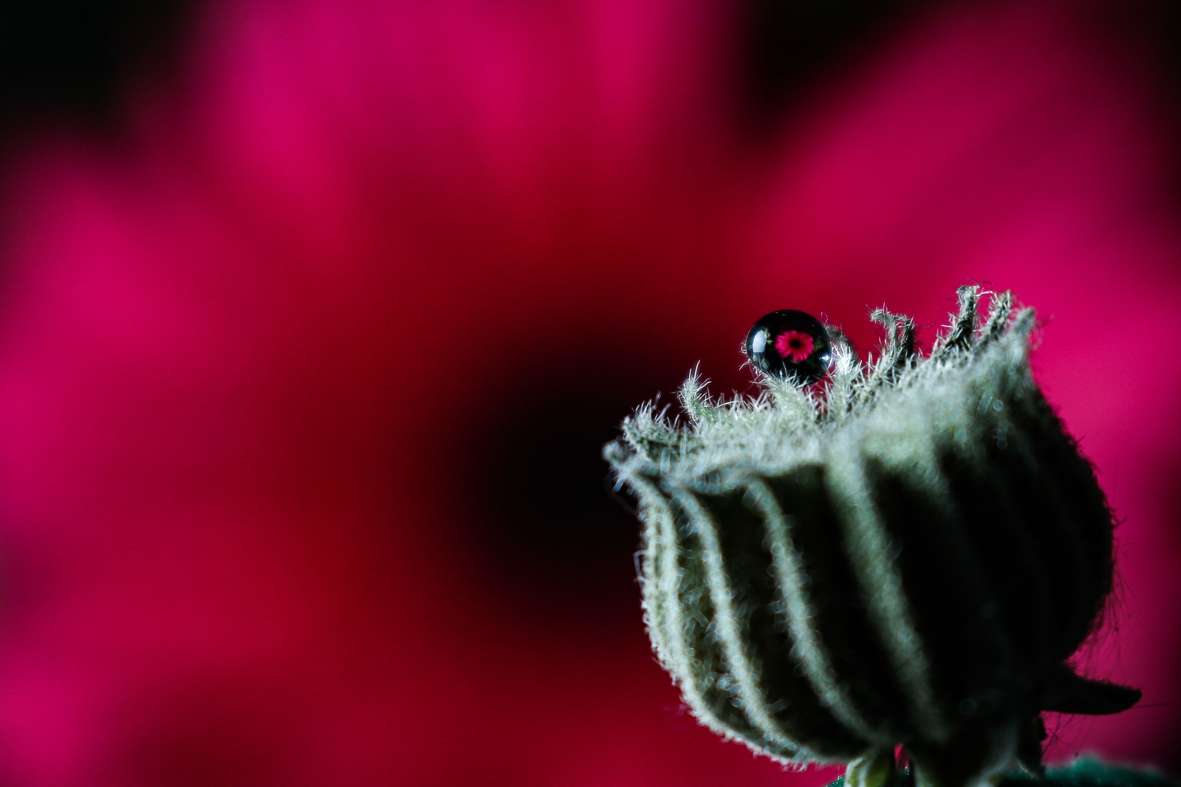 small waterdroplets · Free Stock Photo