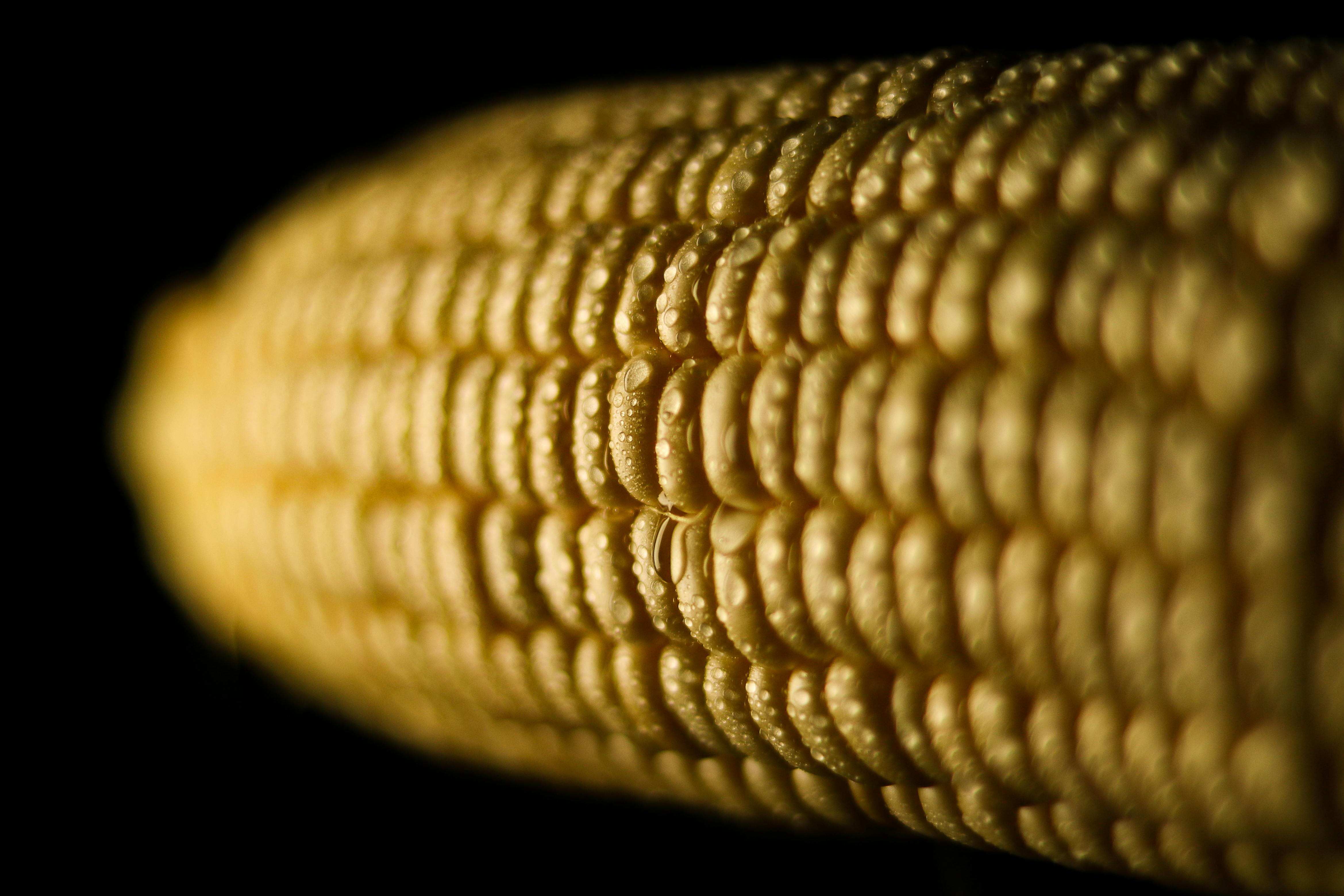 Cornbackground Photos, Download The BEST Free Cornbackground Stock ...