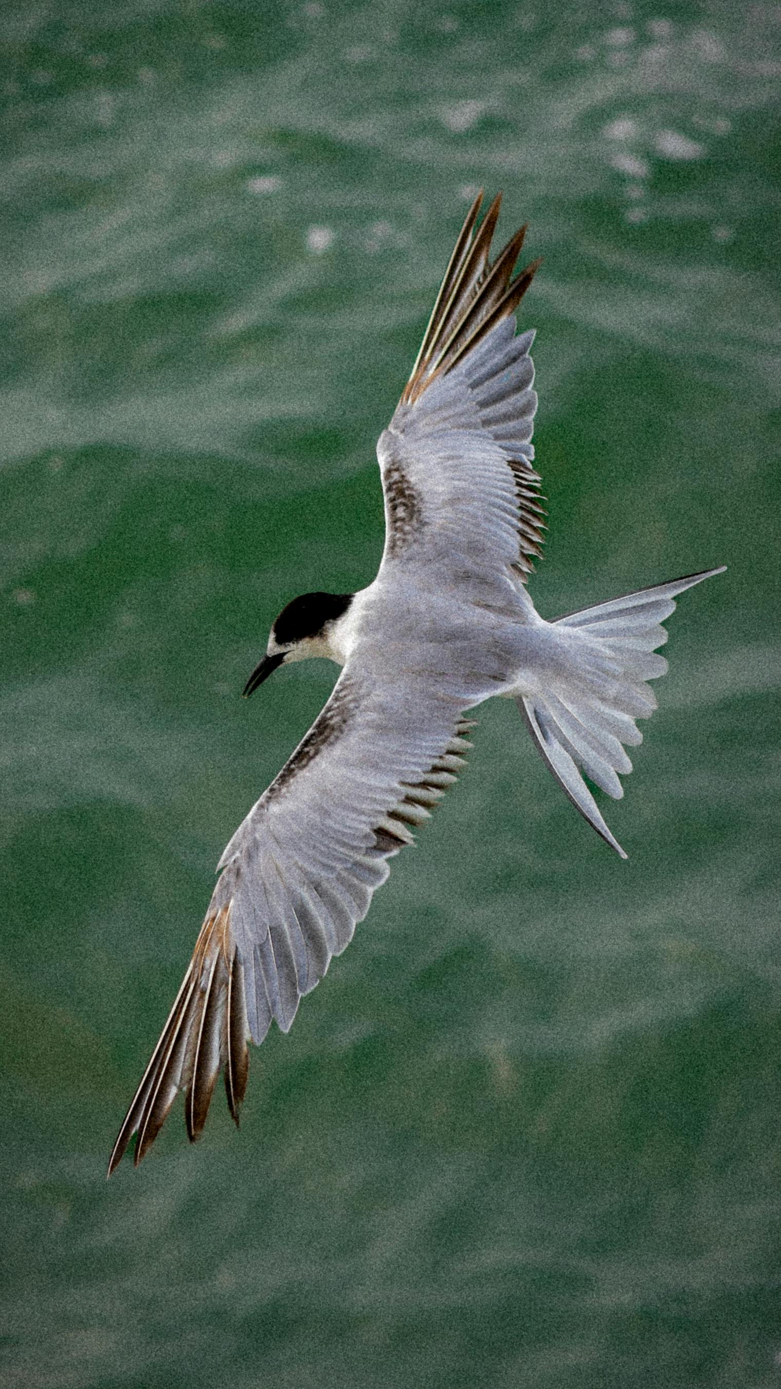 Japanese Crane Bird Flying Photos, Download The BEST Free Japanese ...