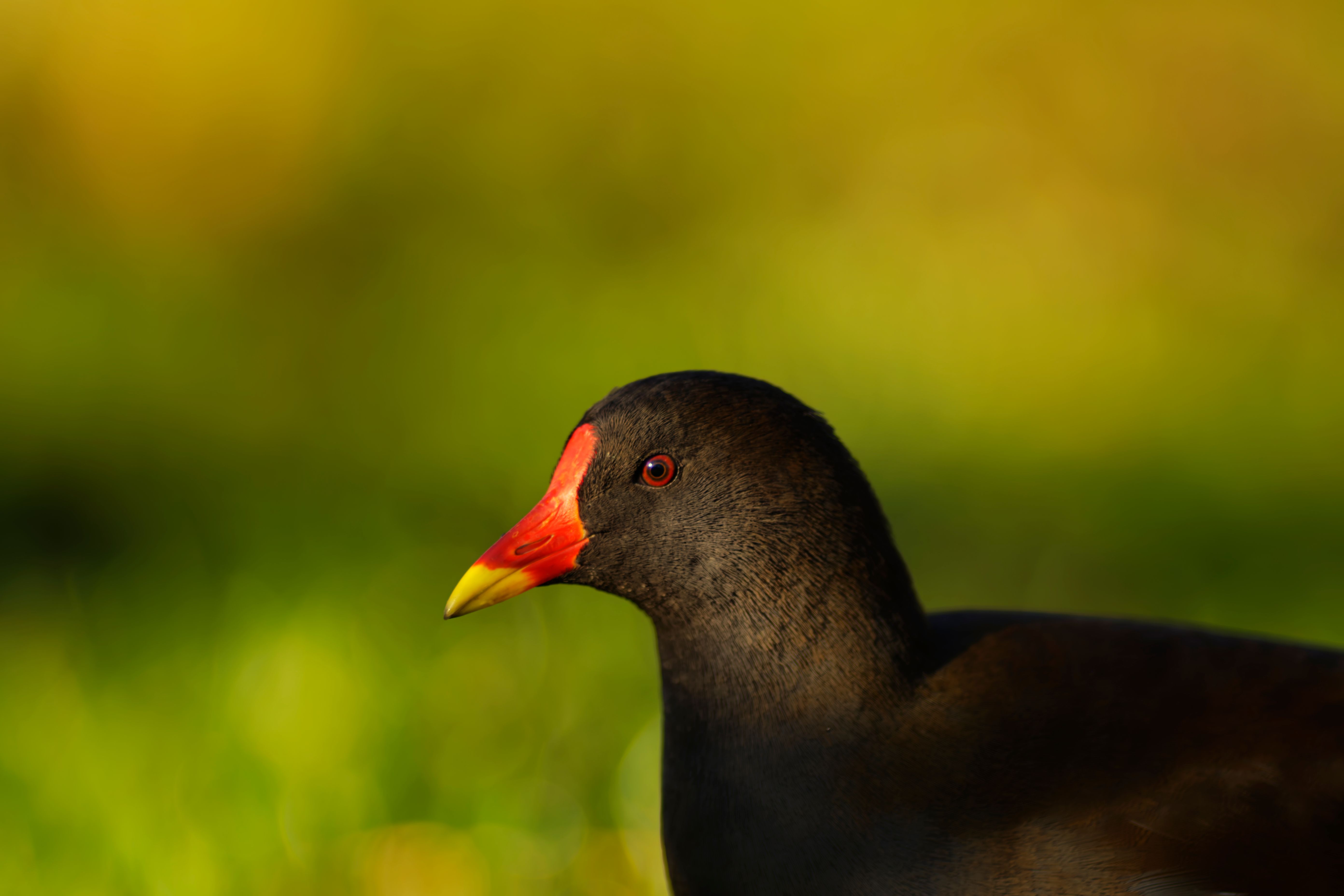 Black Wallpaper Nature Photos, Download The BEST Free Black Wallpaper ...
