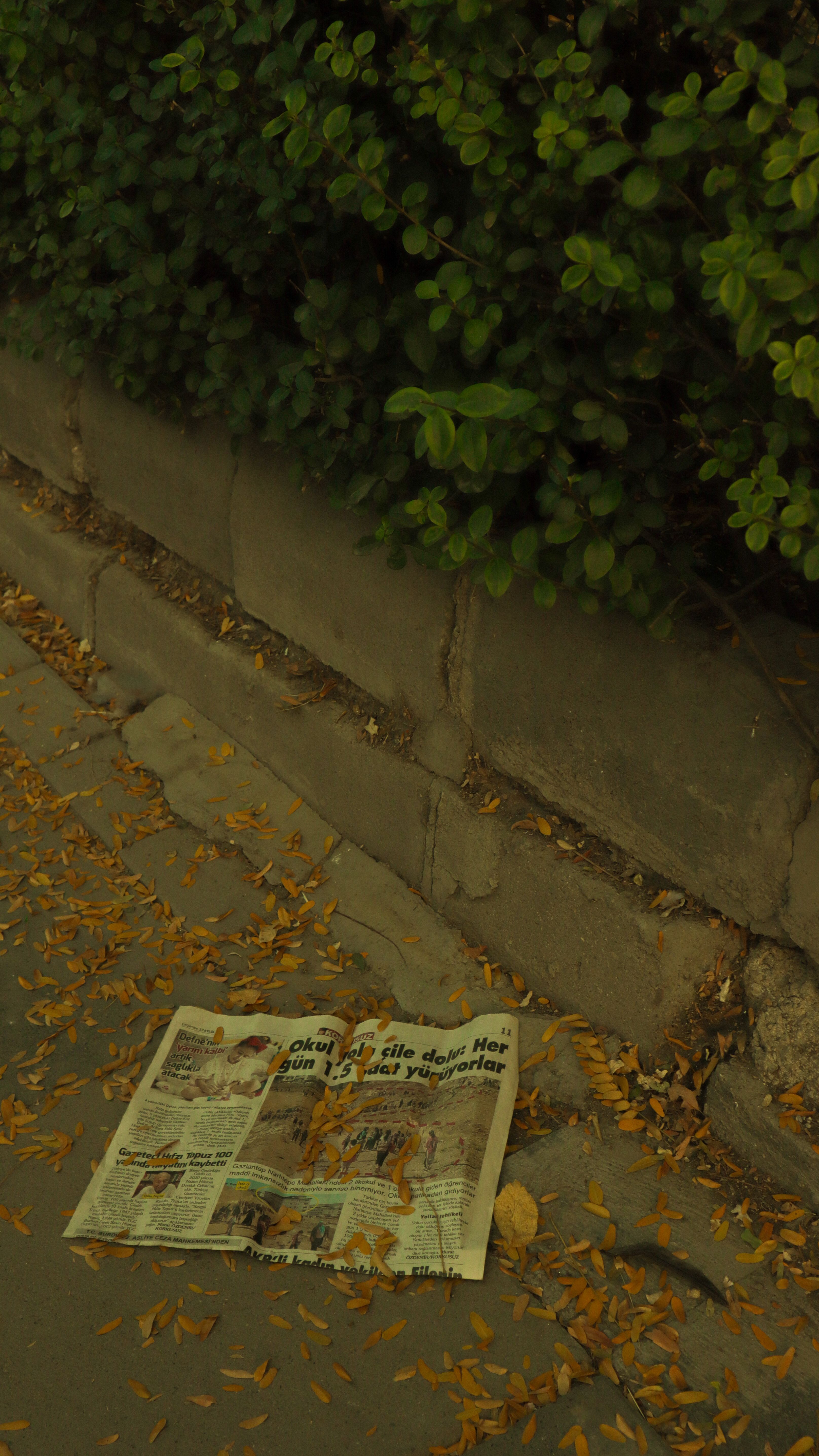 A Newspaper Lying on the Ground with Autumnal Leaves · Free Stock Photo