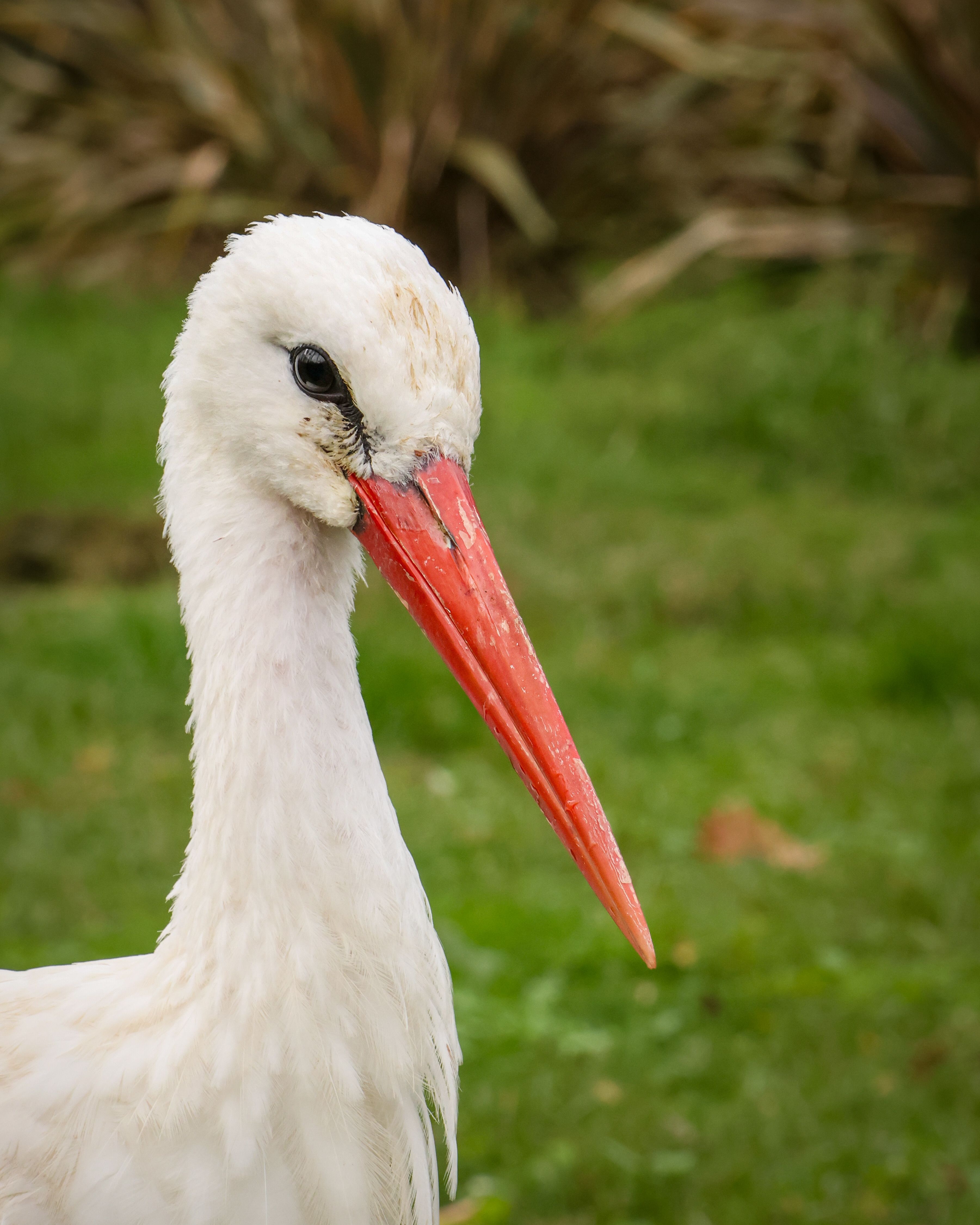 Bird Stork Wallpapers