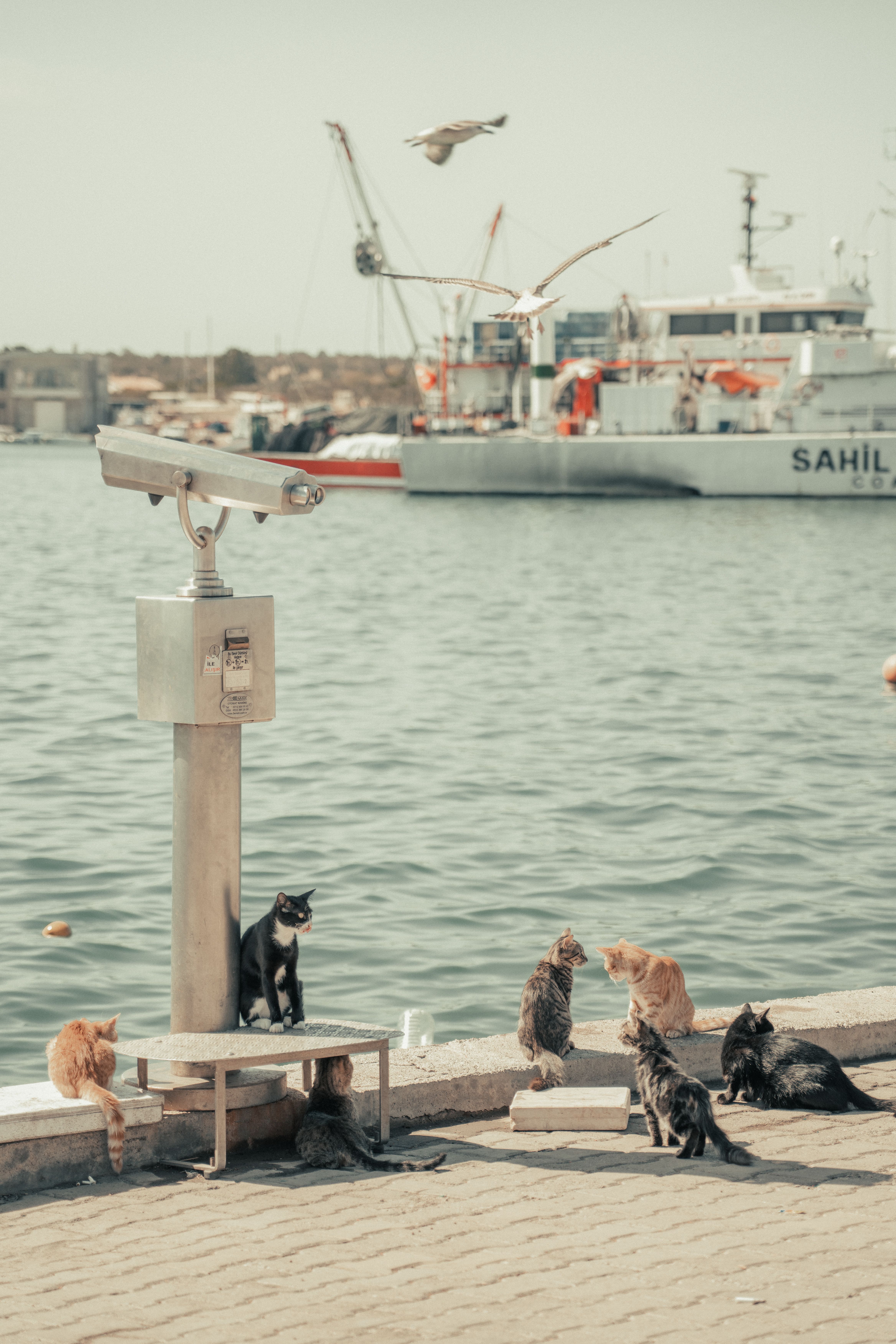 Sailor Cats Photos, Download The BEST Free Sailor Cats Stock Photos ...