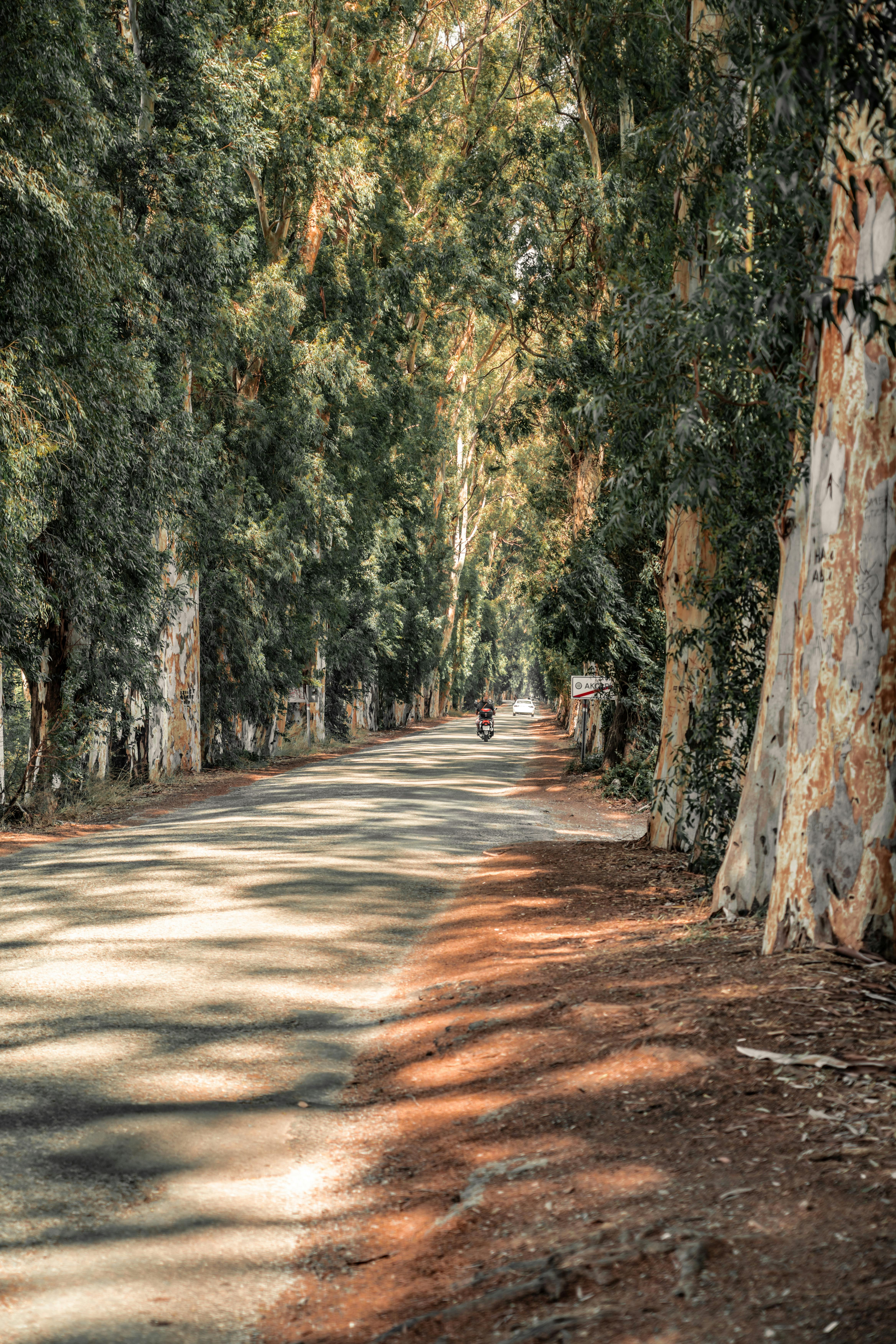 Trees around Road · Free Stock Photo