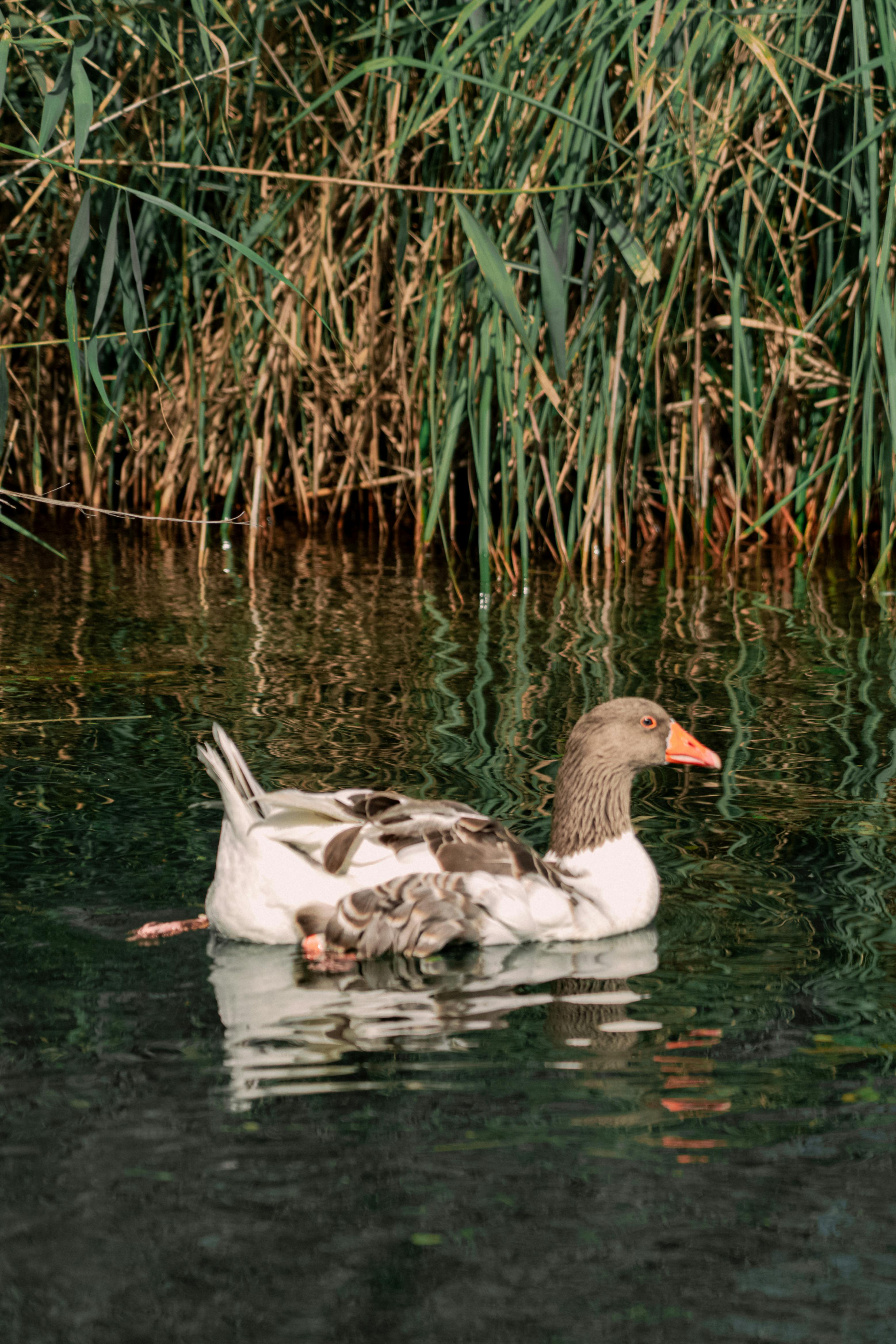 Close-up of a Scania Goose in the Water · Free Stock Photo