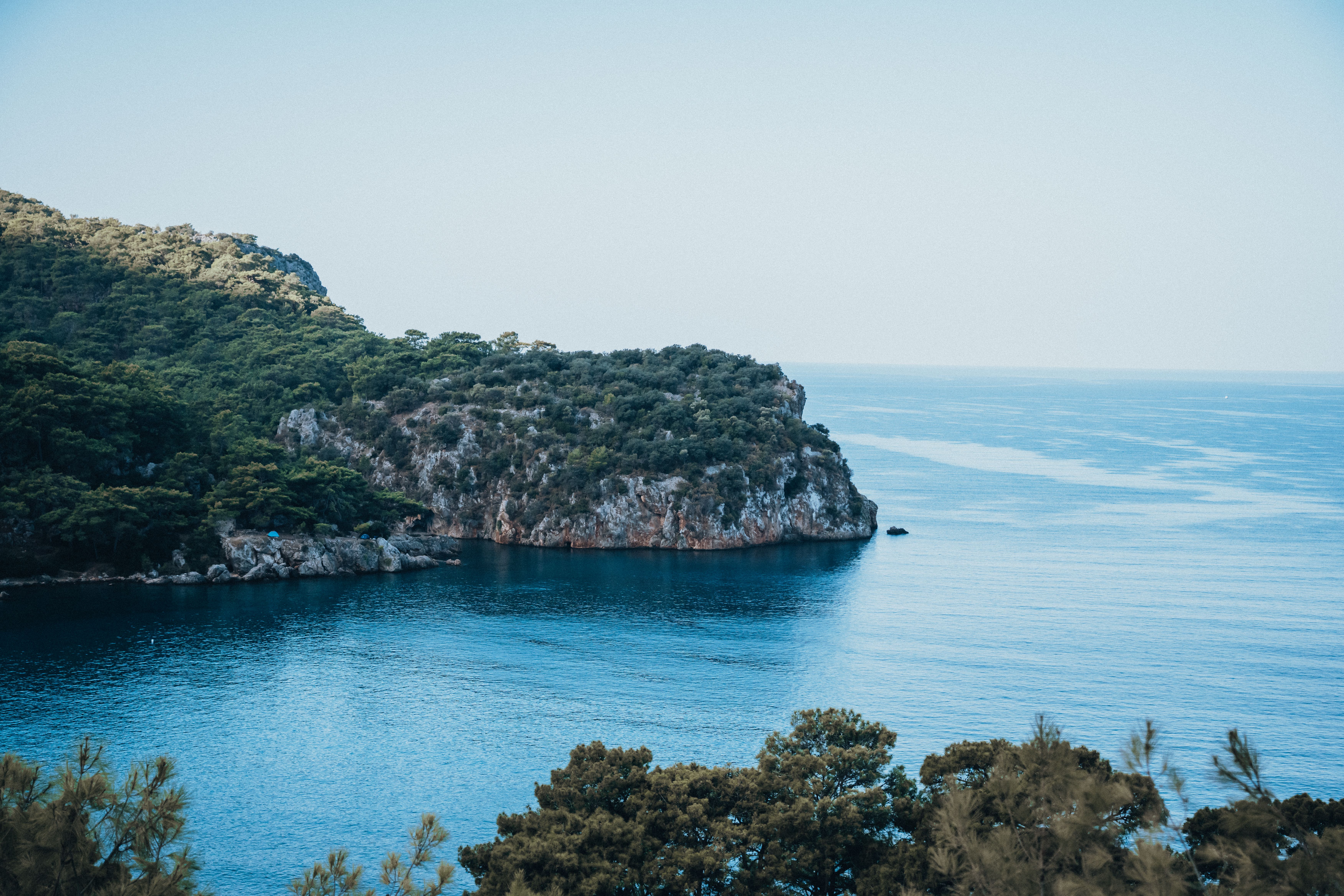 Forest on Cliff by Ocean · Free Stock Photo