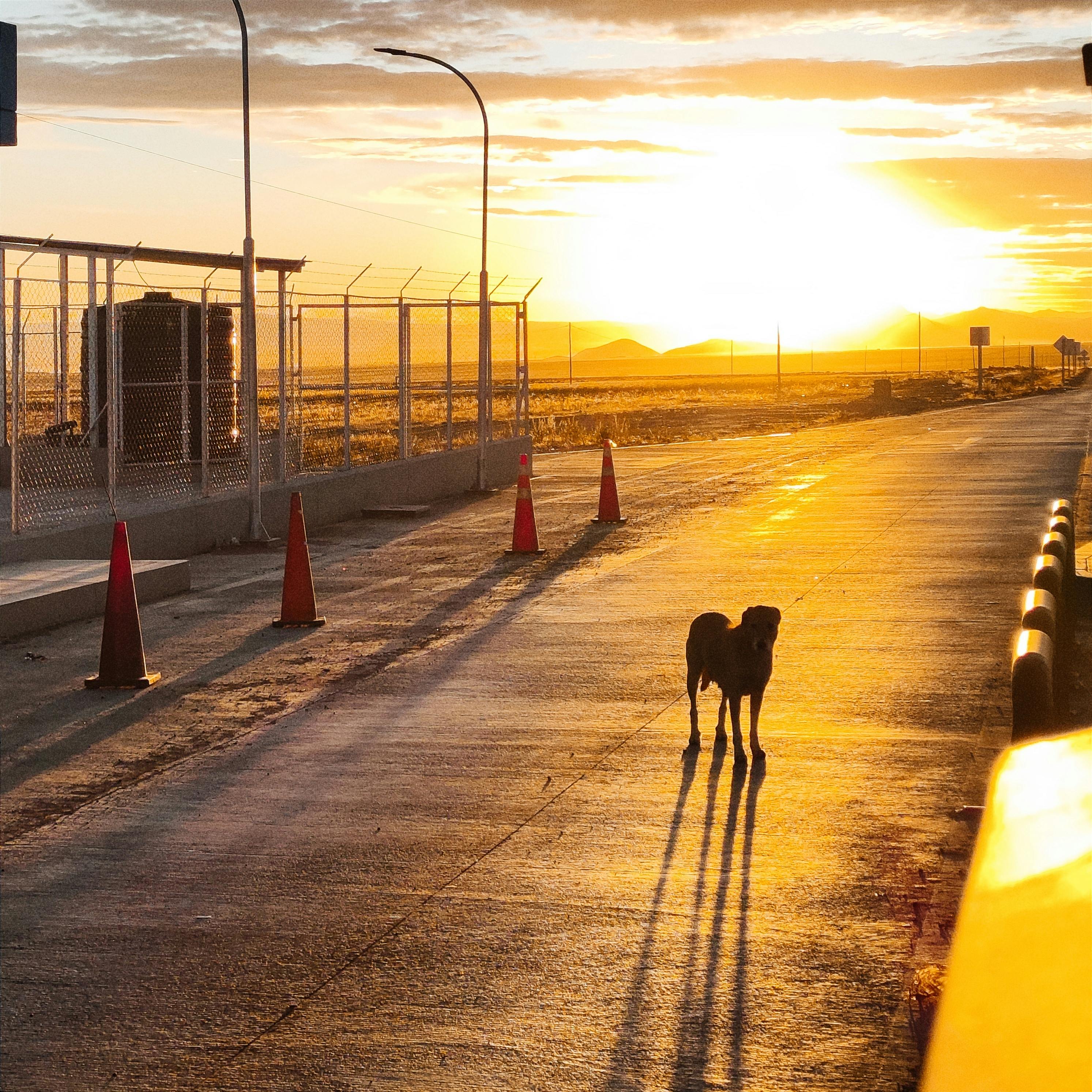 Dog Sunset Photos, Download The BEST Free Dog Sunset Stock Photos & HD ...
