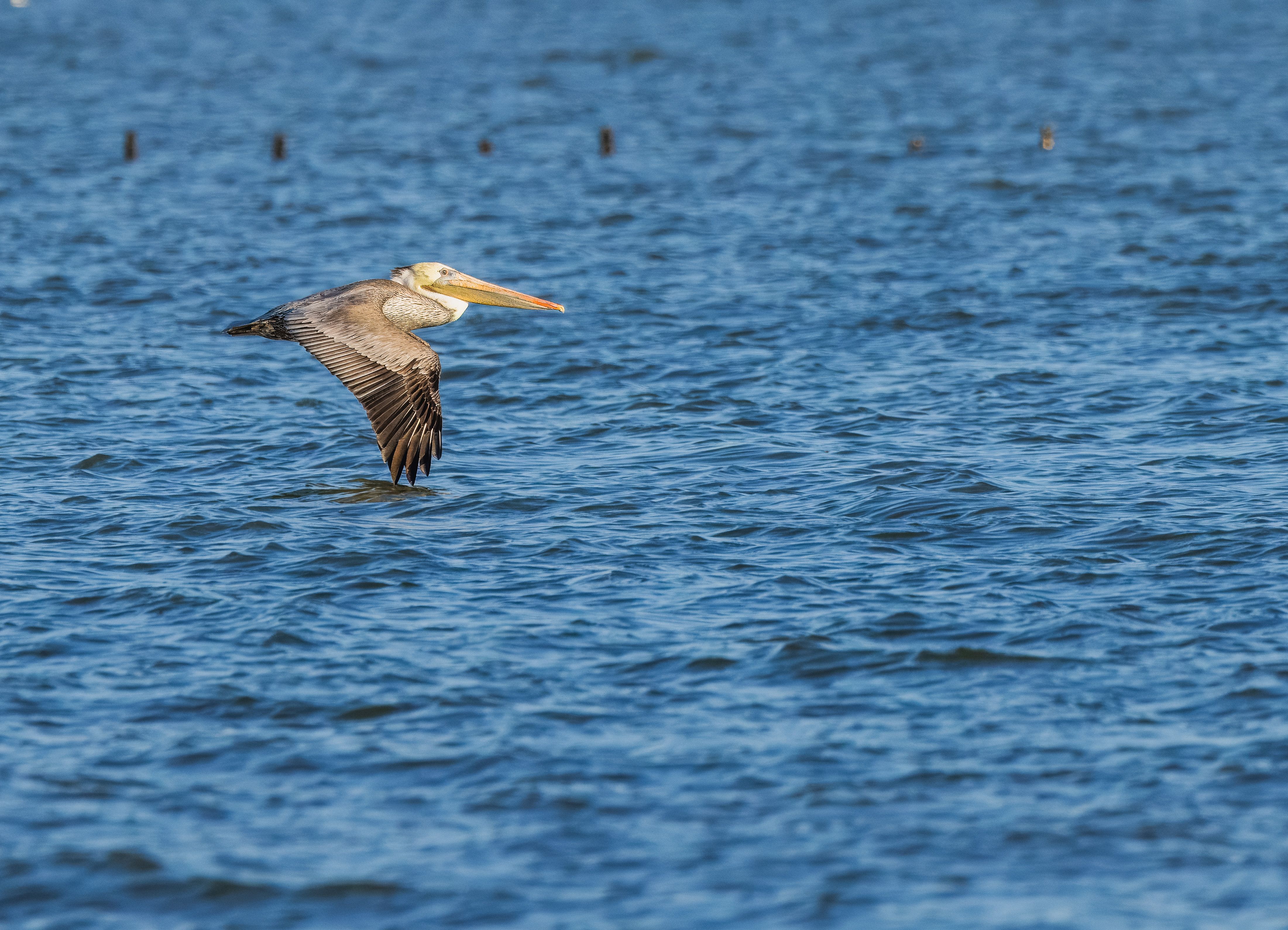 Pelican Flying over Blue Sea · Free Stock Photo