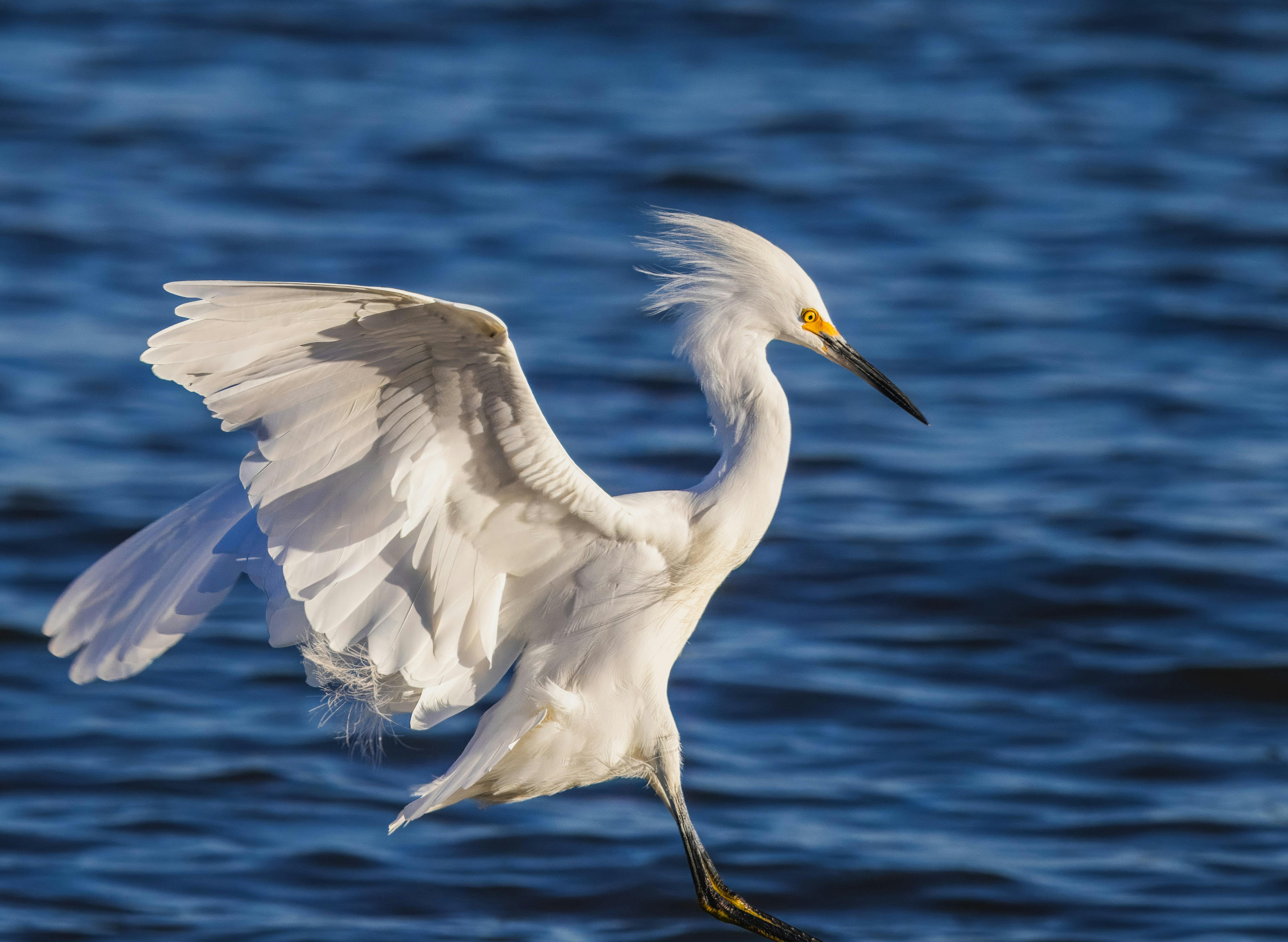 Close-up of an Egret Flying over Water · Free Stock Photo