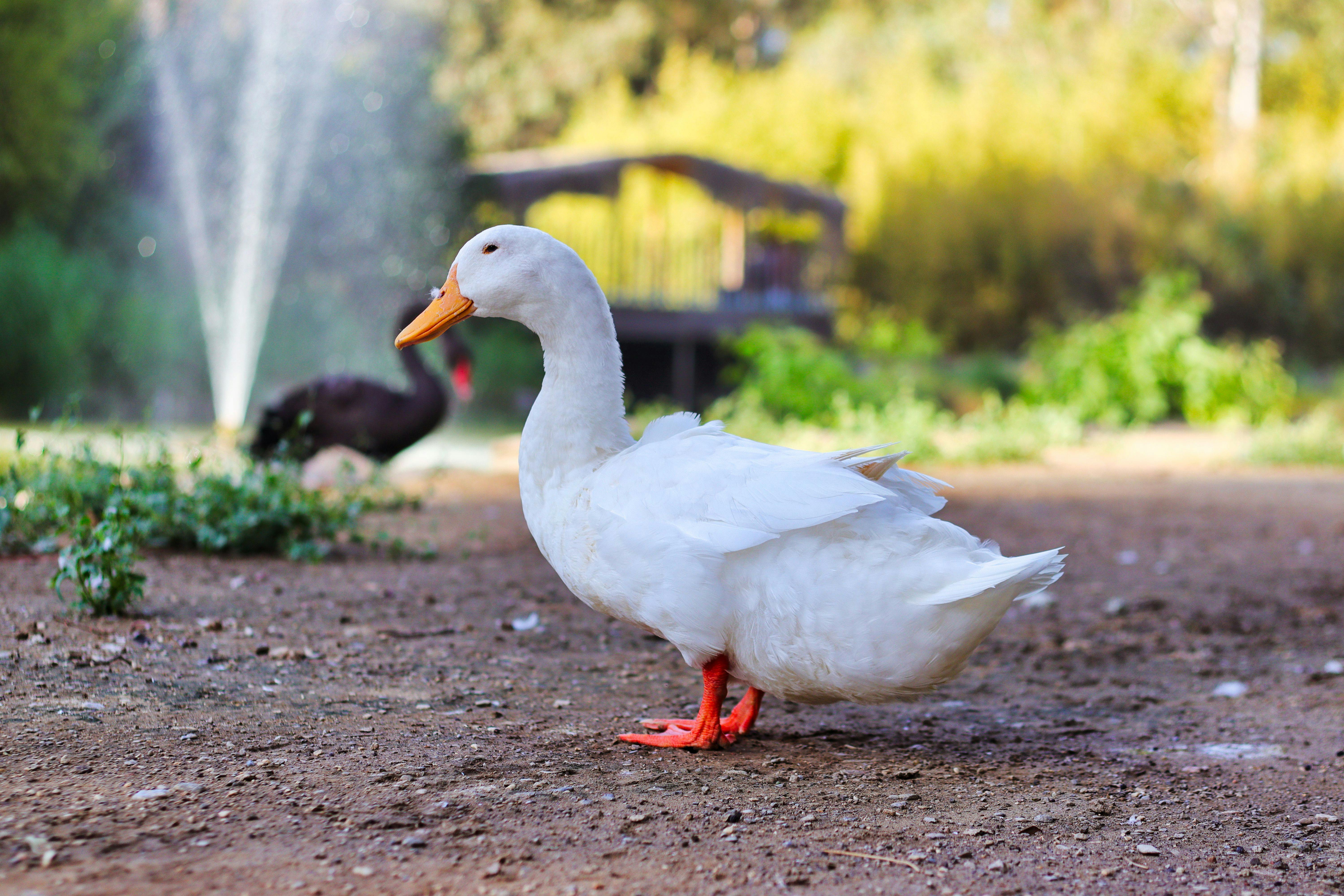 Close up of White Duck · Free Stock Photo