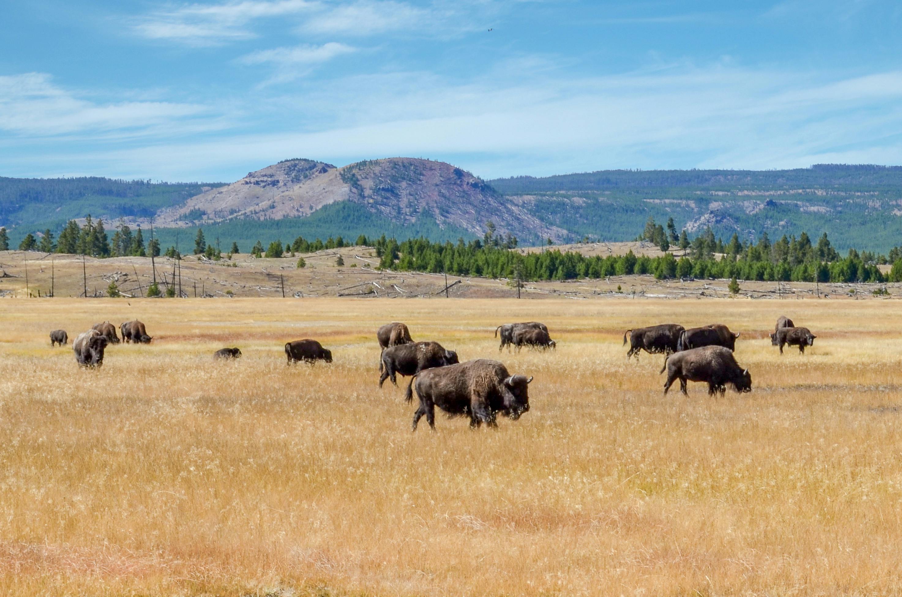 An Herd of Bisons Walking on a Grass Field · Free Stock Photo